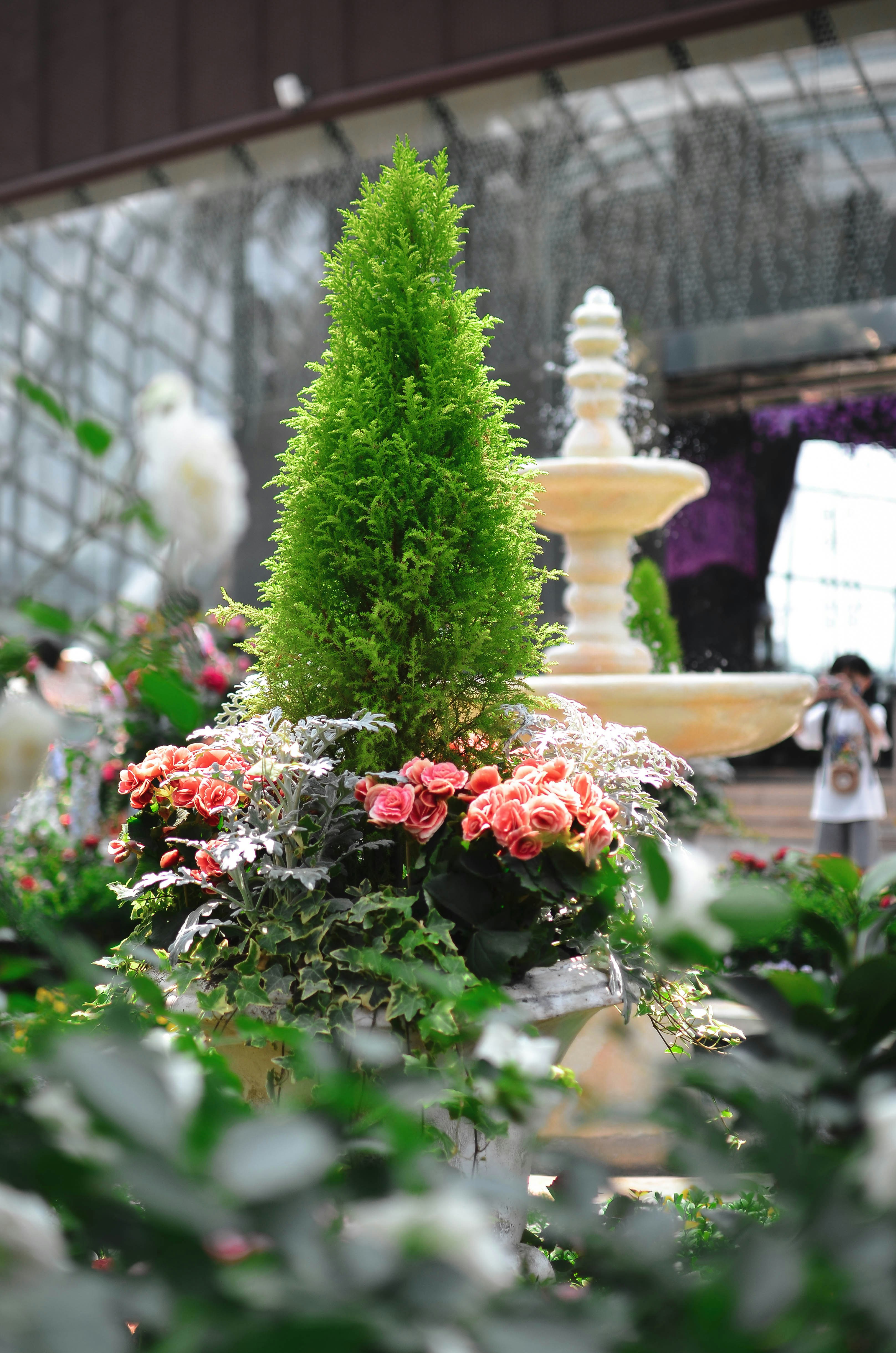 Emerald Spire Amid Blushing Roses in a Glasshouse Atrium