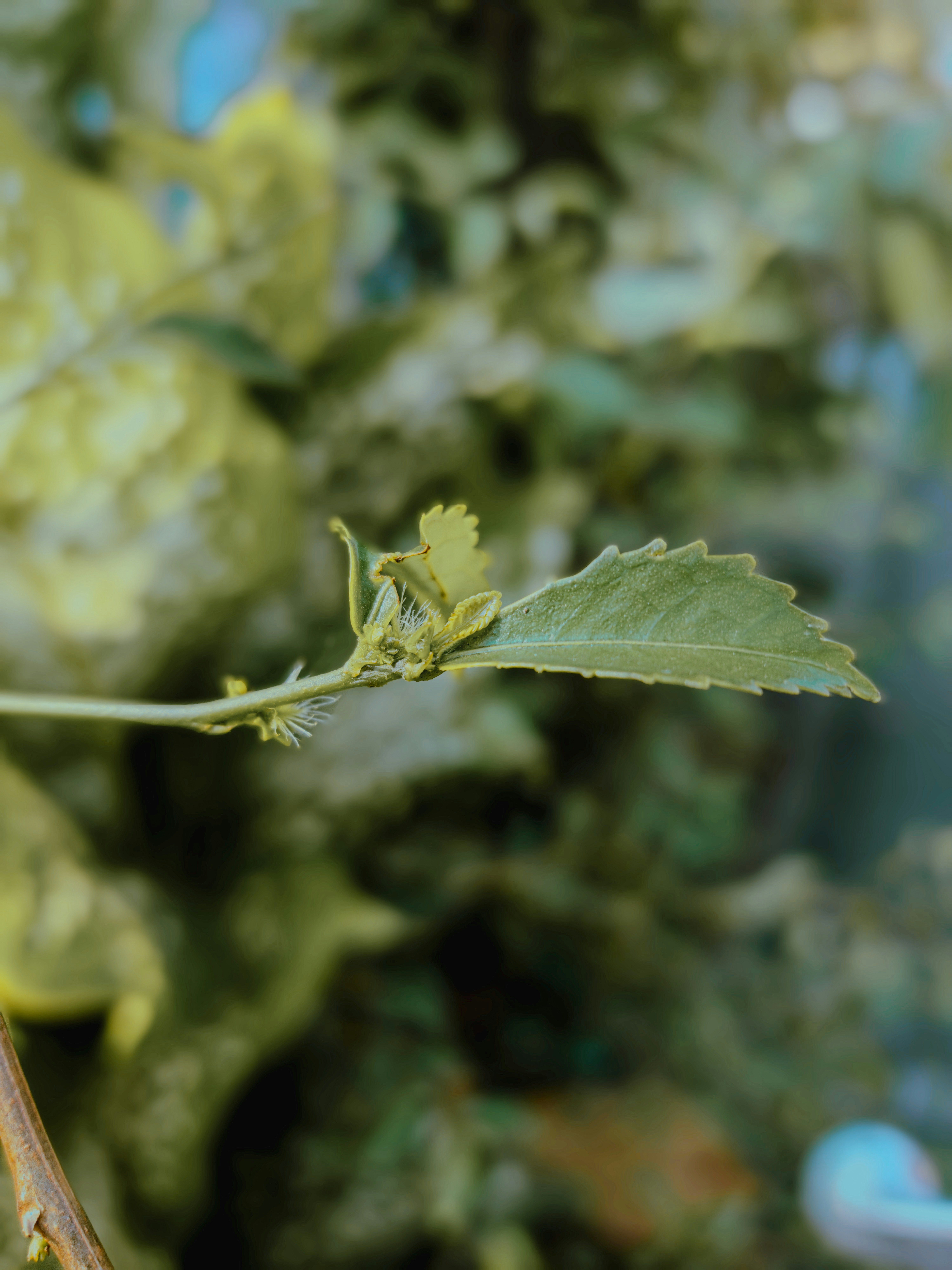 Serrated Edge in Focus: a leaf framed by soft garden blur