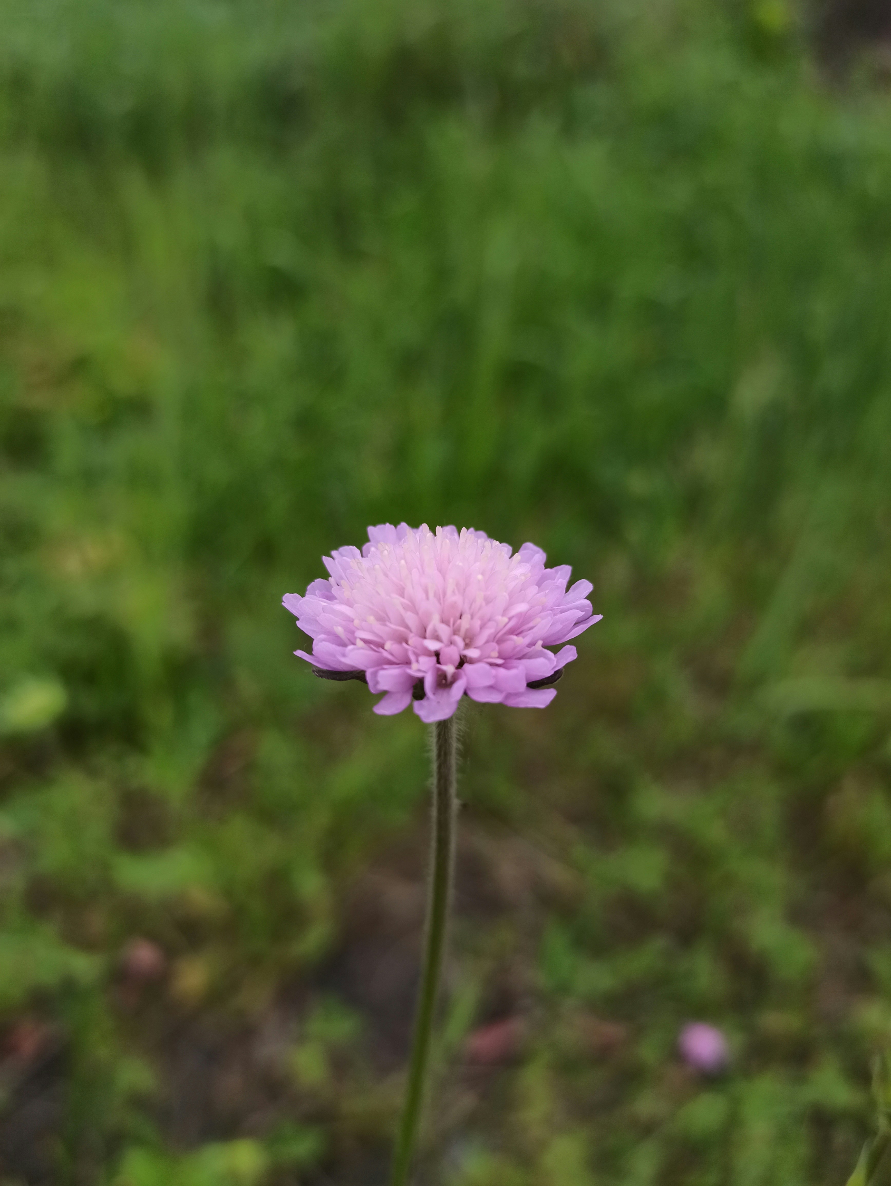 Pink Globe Bloom in a Quiet Meadow
