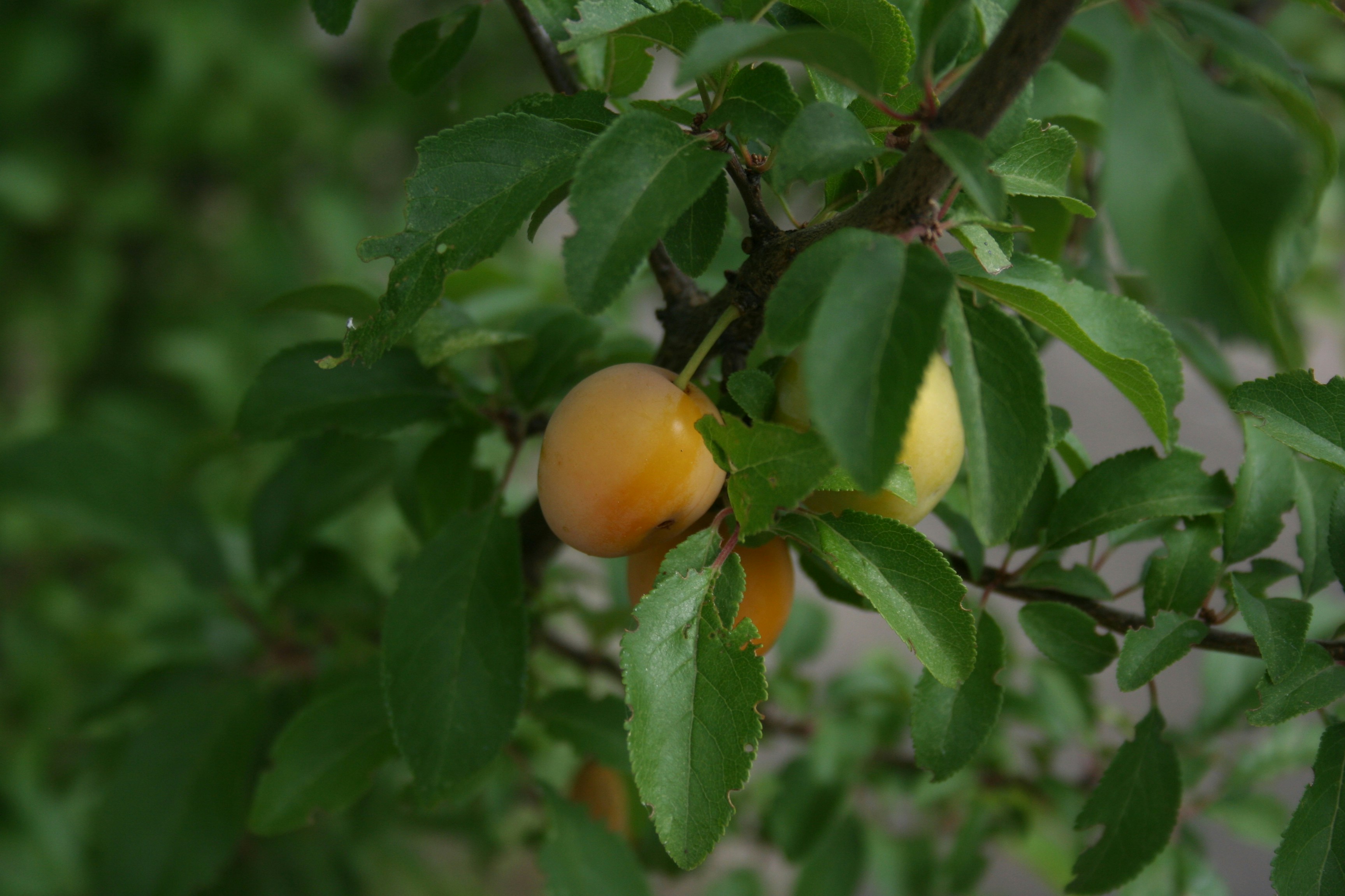 Foto Un árbol con frutos creciendo en él – Imagen Estética de la ...