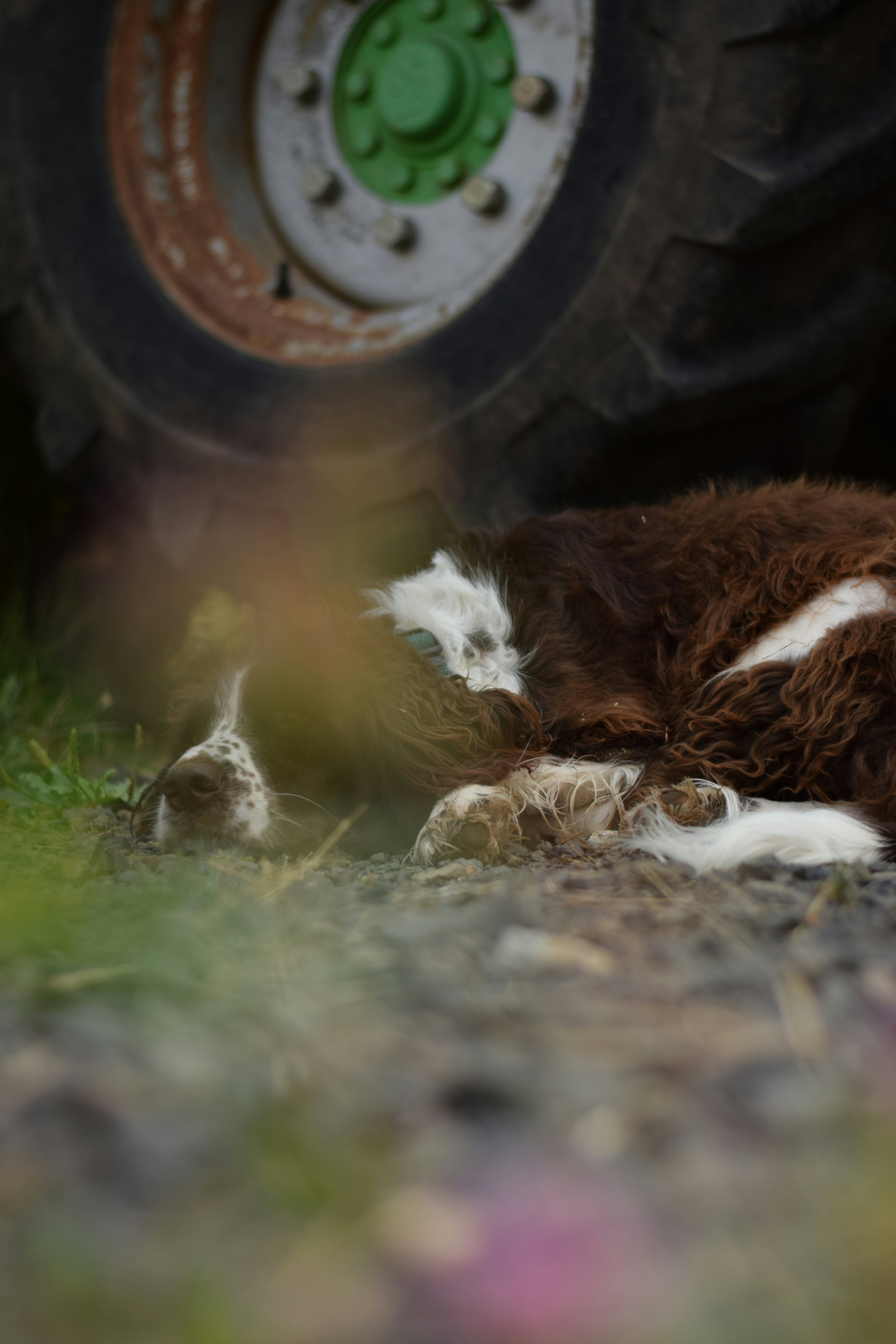 Calf Dozing by a Tractor Tire: A Quiet Field Moment