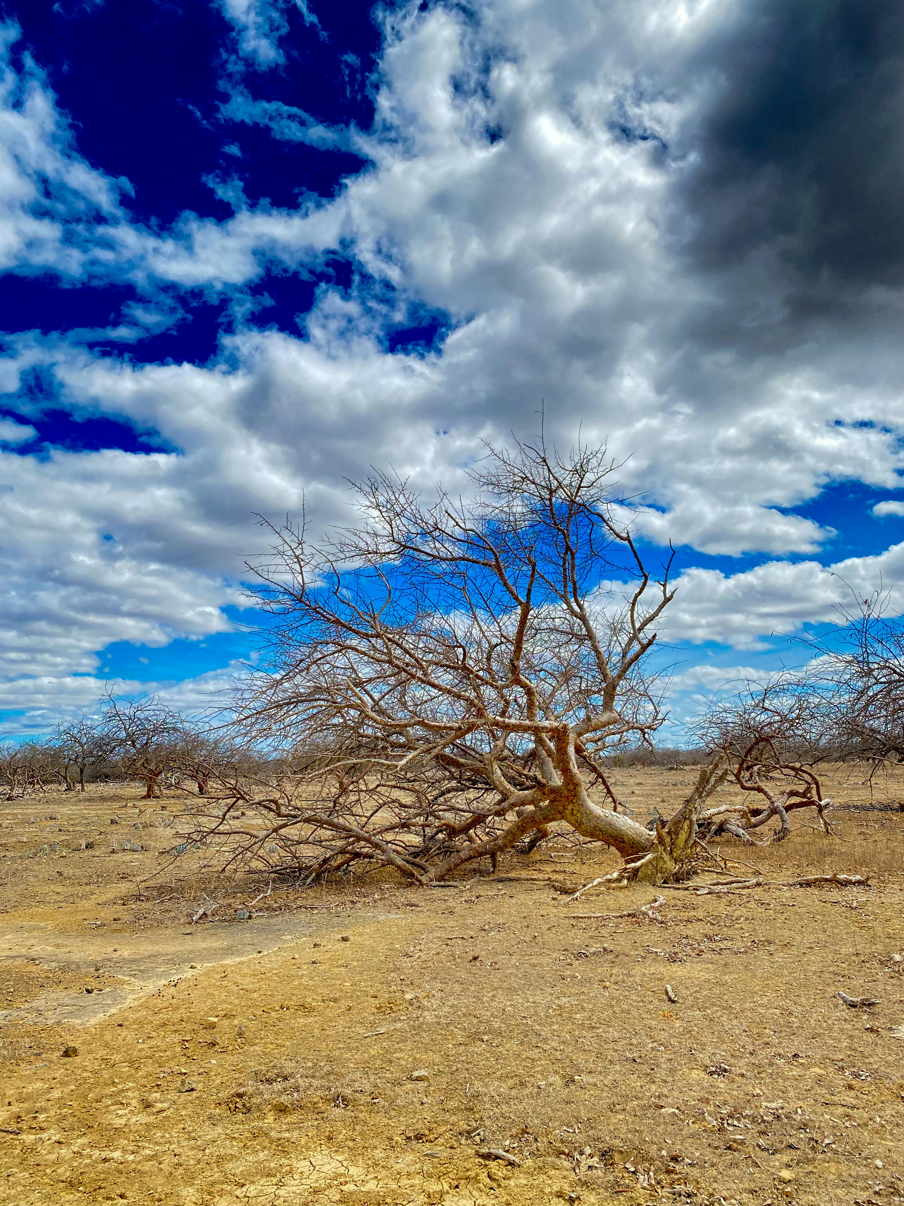 Sertão | 13 best free sertao, outdoor, brazil and plant photos on Unsplash