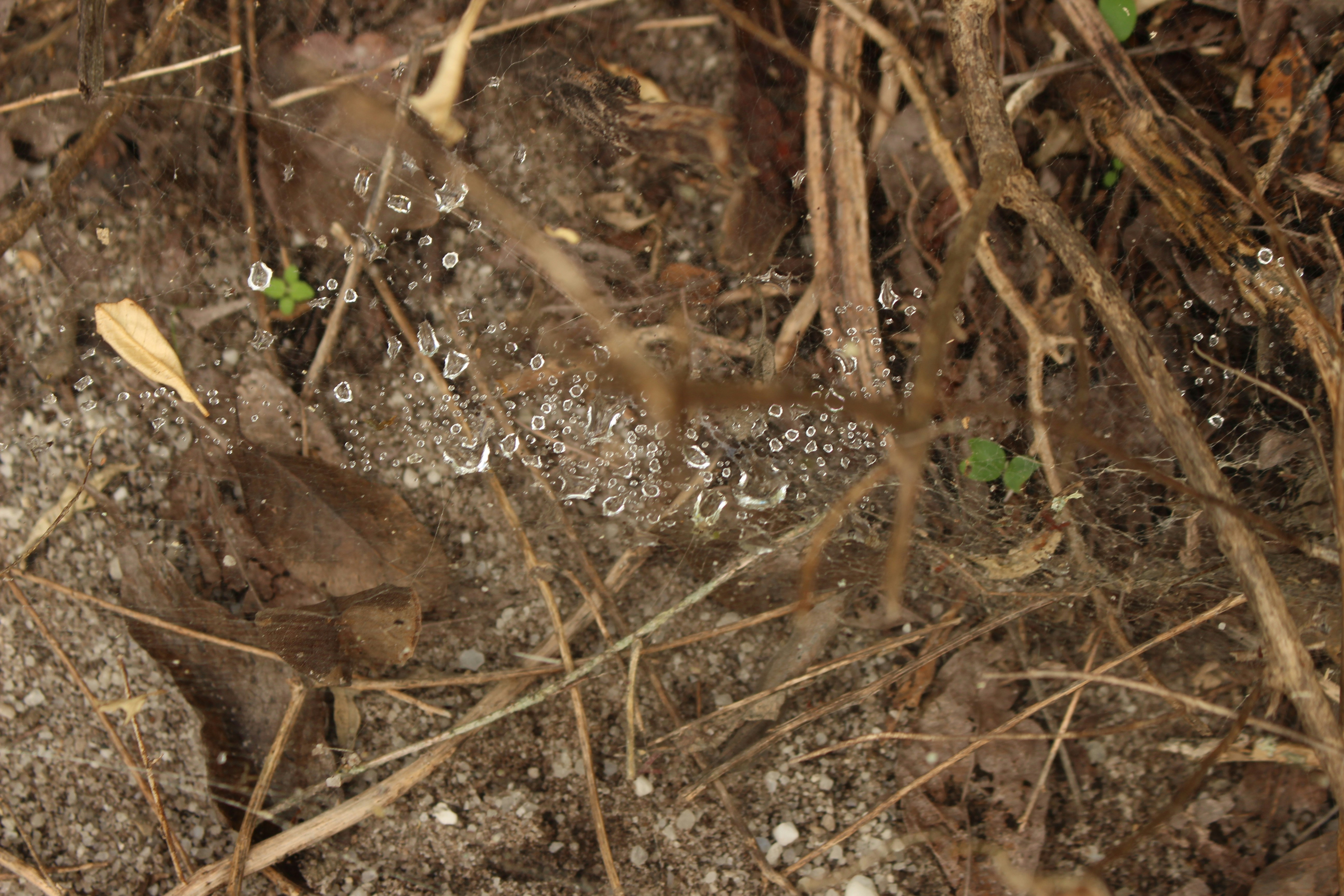 A close up of some twigs photo – Free Parque nacional do catimbau Image ...