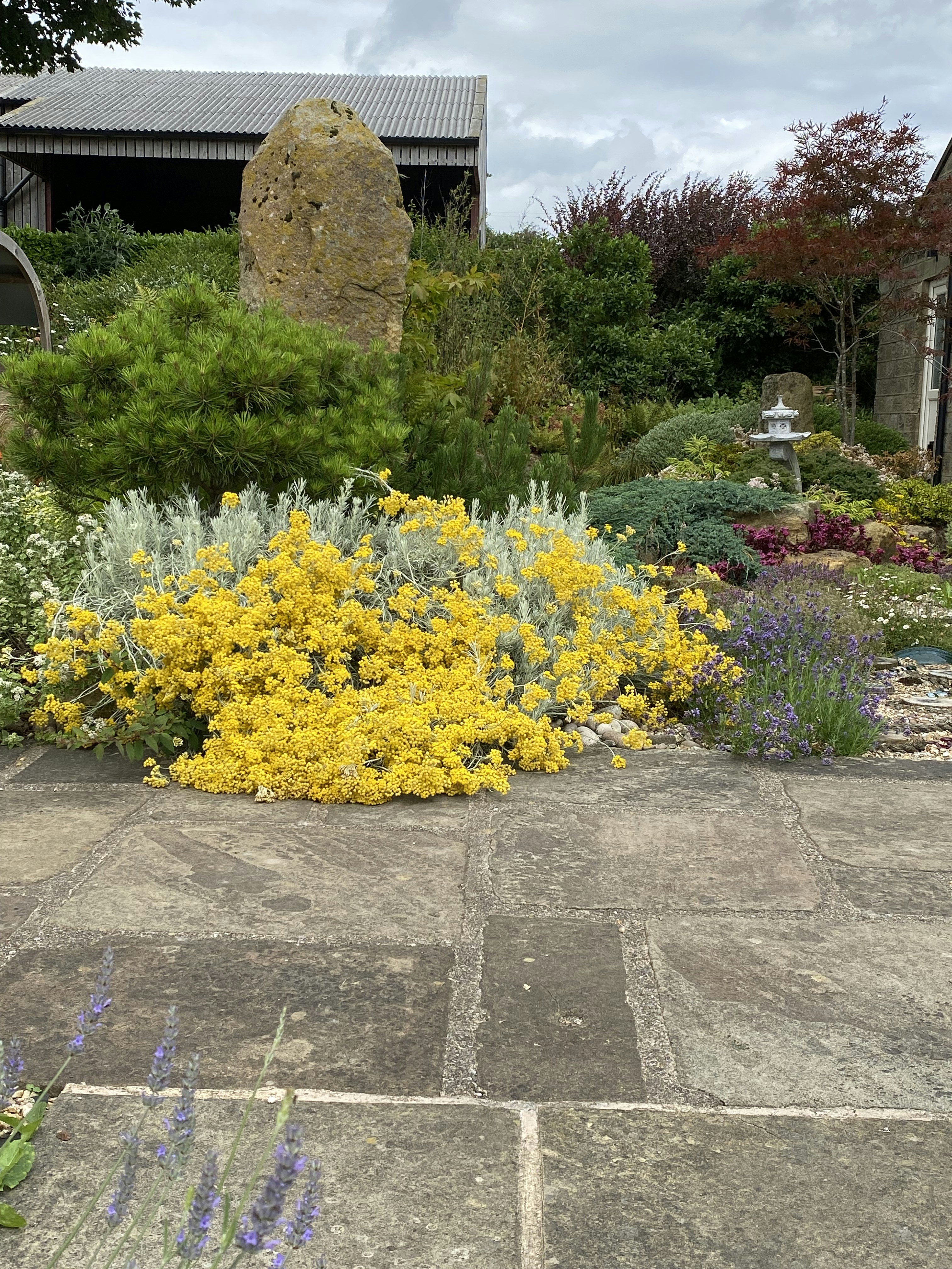 Golden Bloomspill Along a Stone Courtyard in a Tranquil Garden