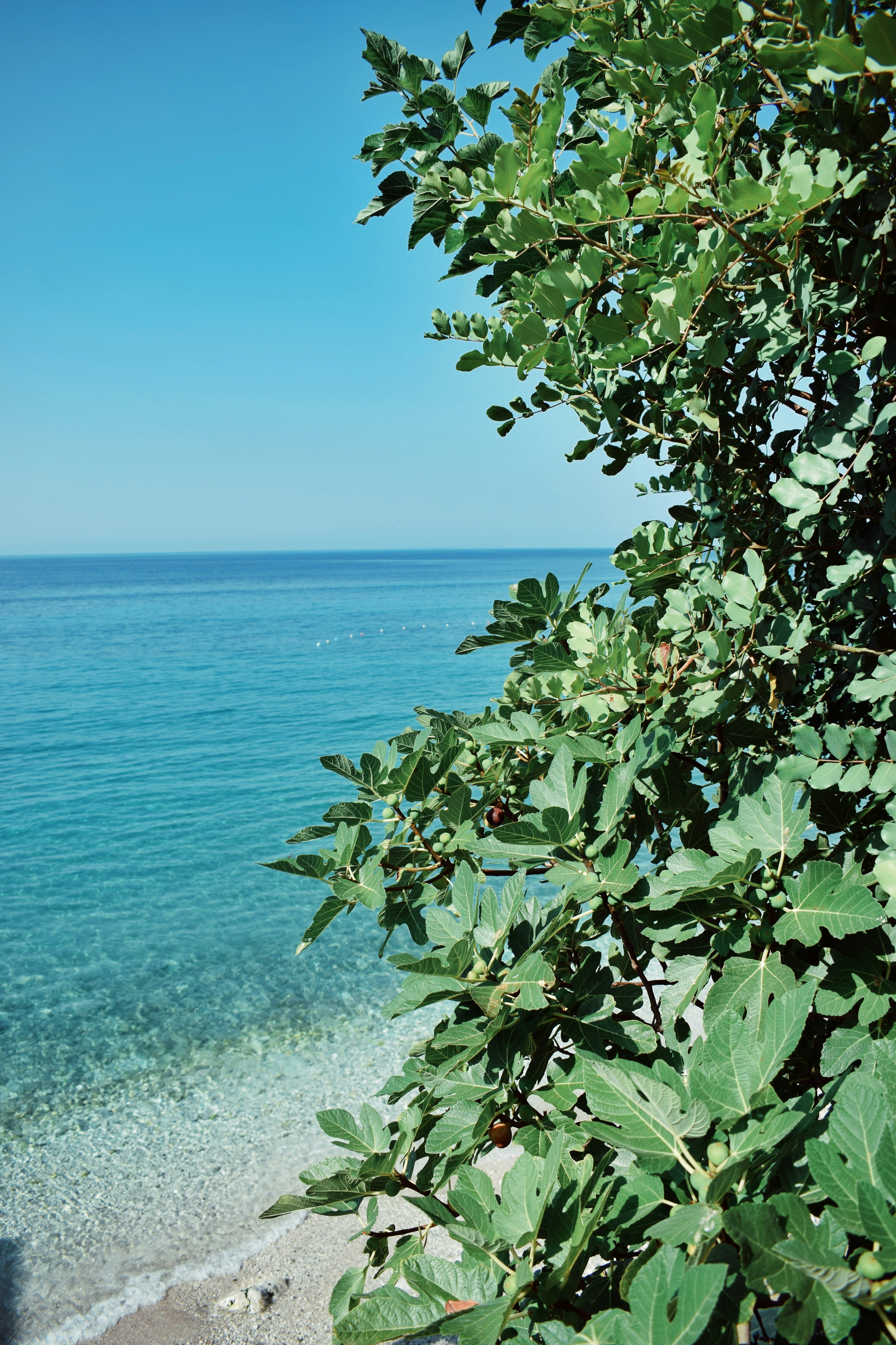 Turquoise Horizon Framed by Coastal Foliage