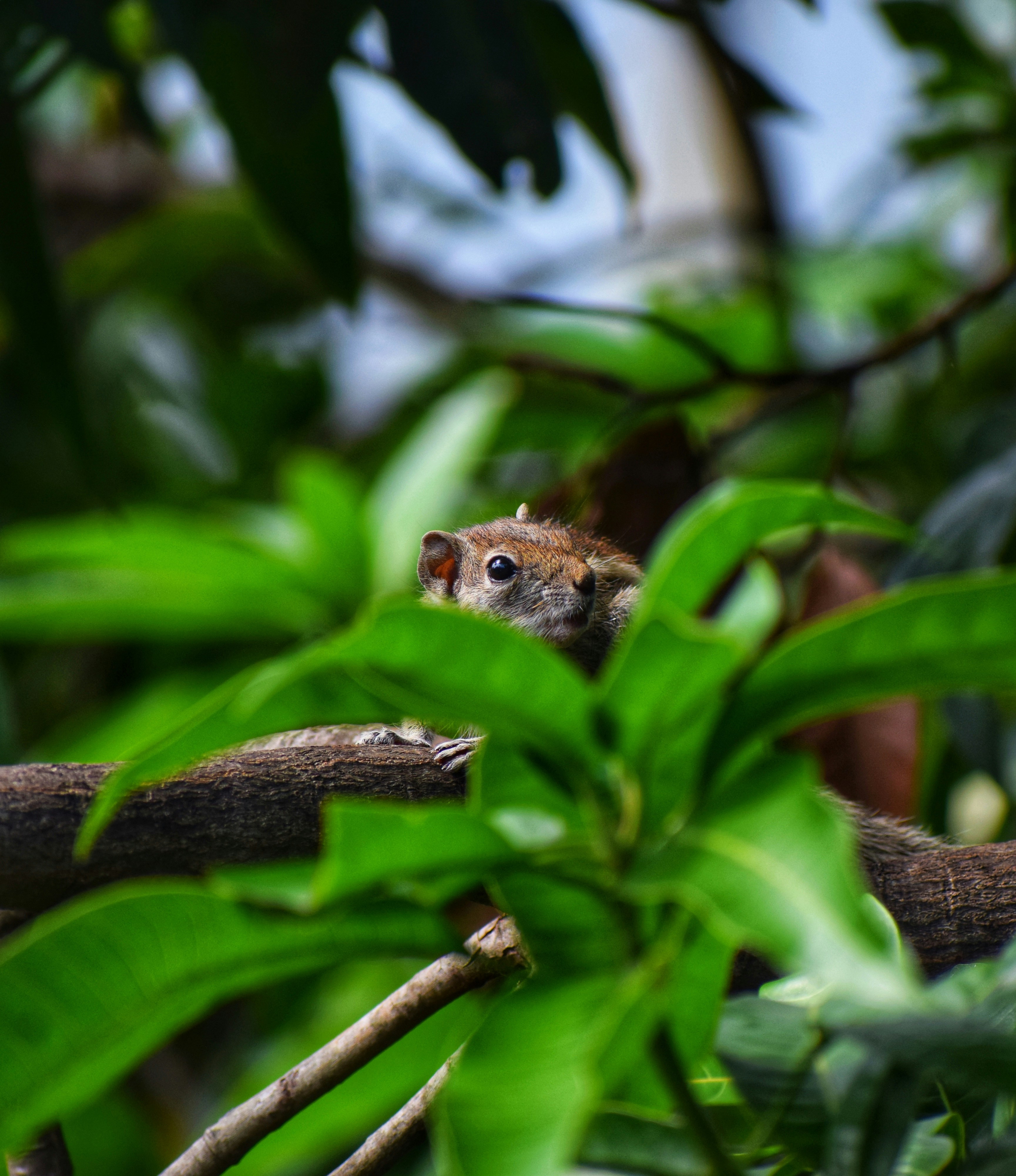 A small animal on a branch photo – Free Srikakulam Image on Unsplash