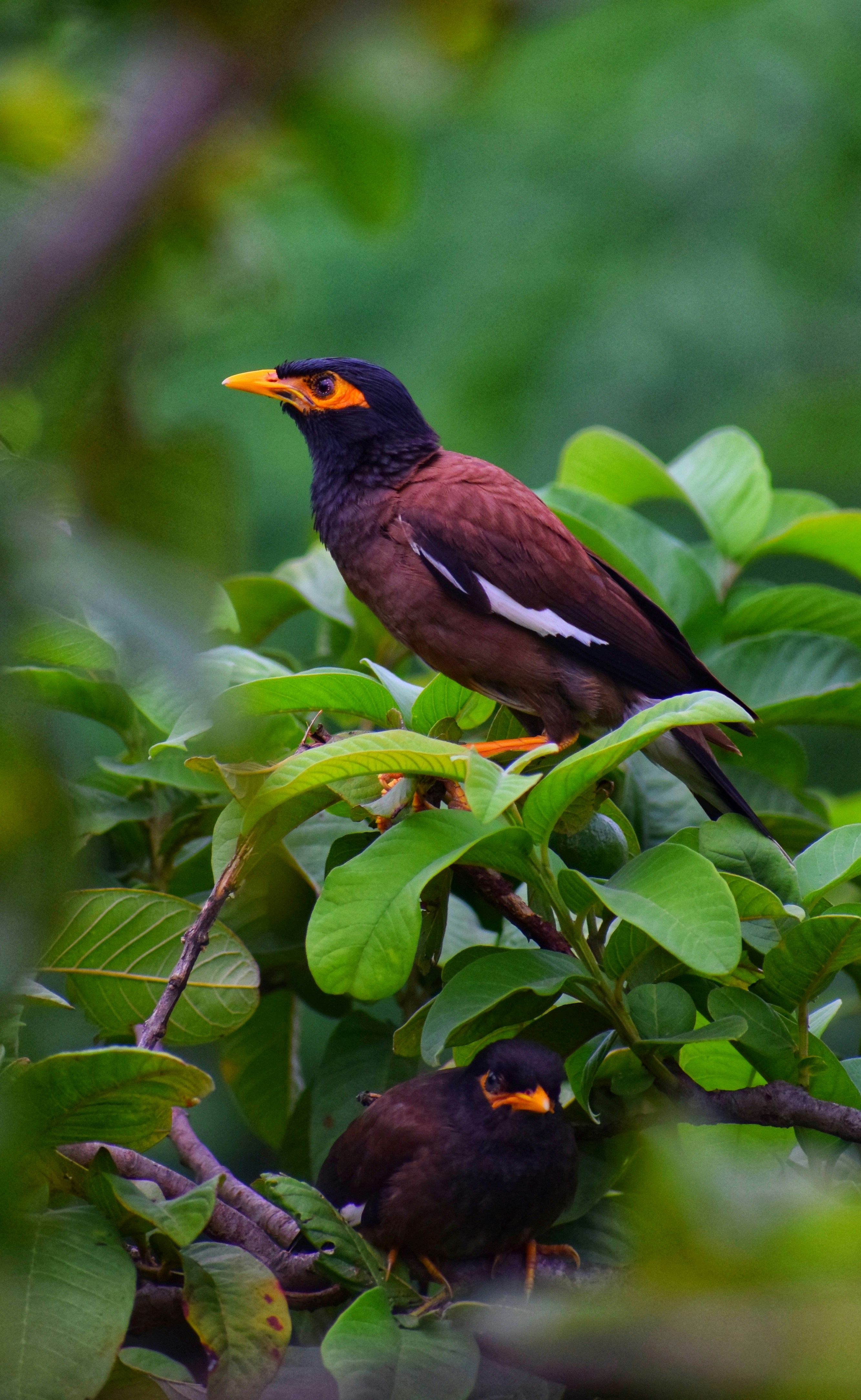 Photo by Usha Kiran with Nikon D5300