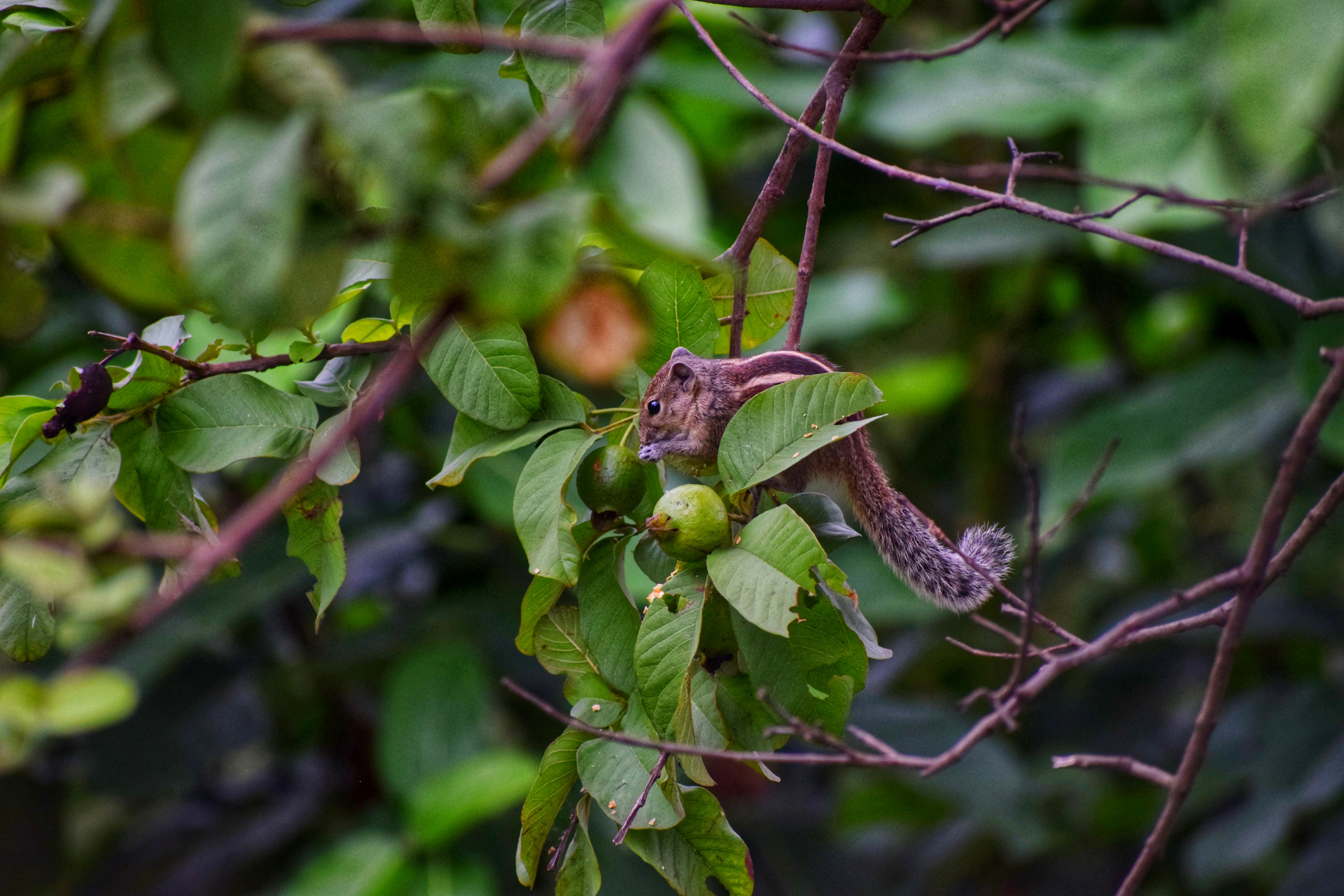 Nest in the Leaves: A Tiny Squirrel Amid Branches and Fruit