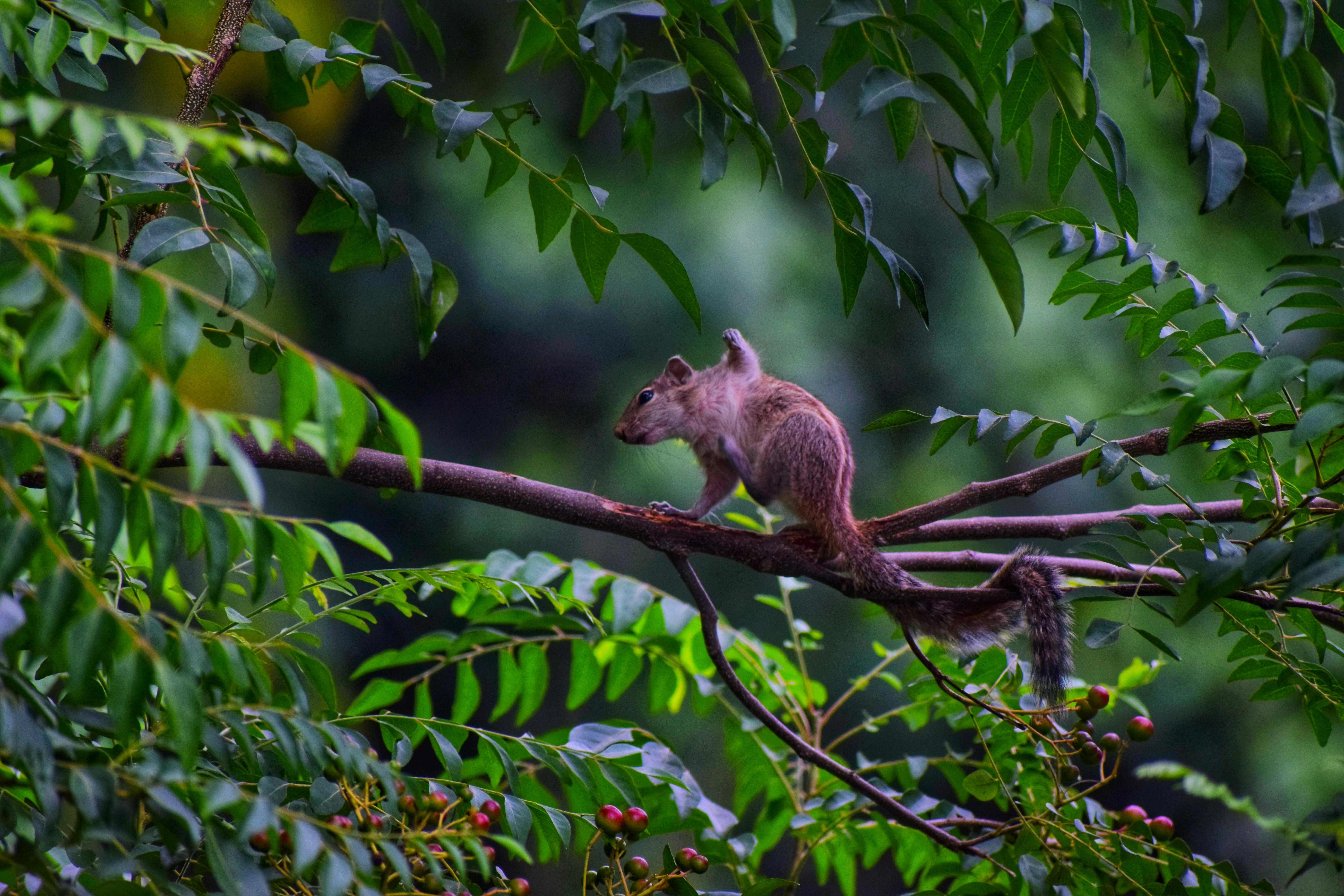 Branch-Bridge Moment: A Curious Squirrel in Sunlit Foliage