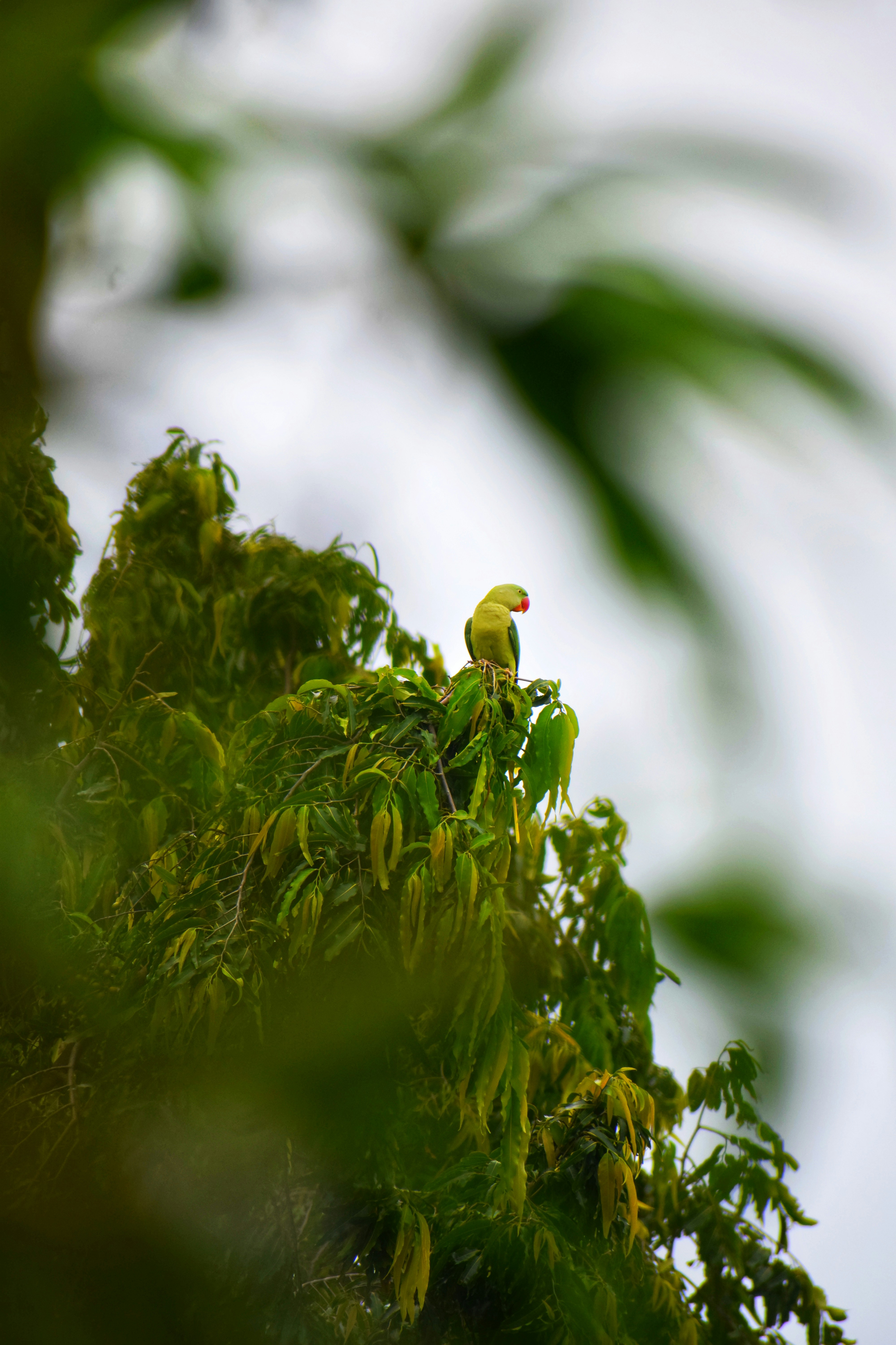 Emerald Parrot Perch Above a Veiled Canopy