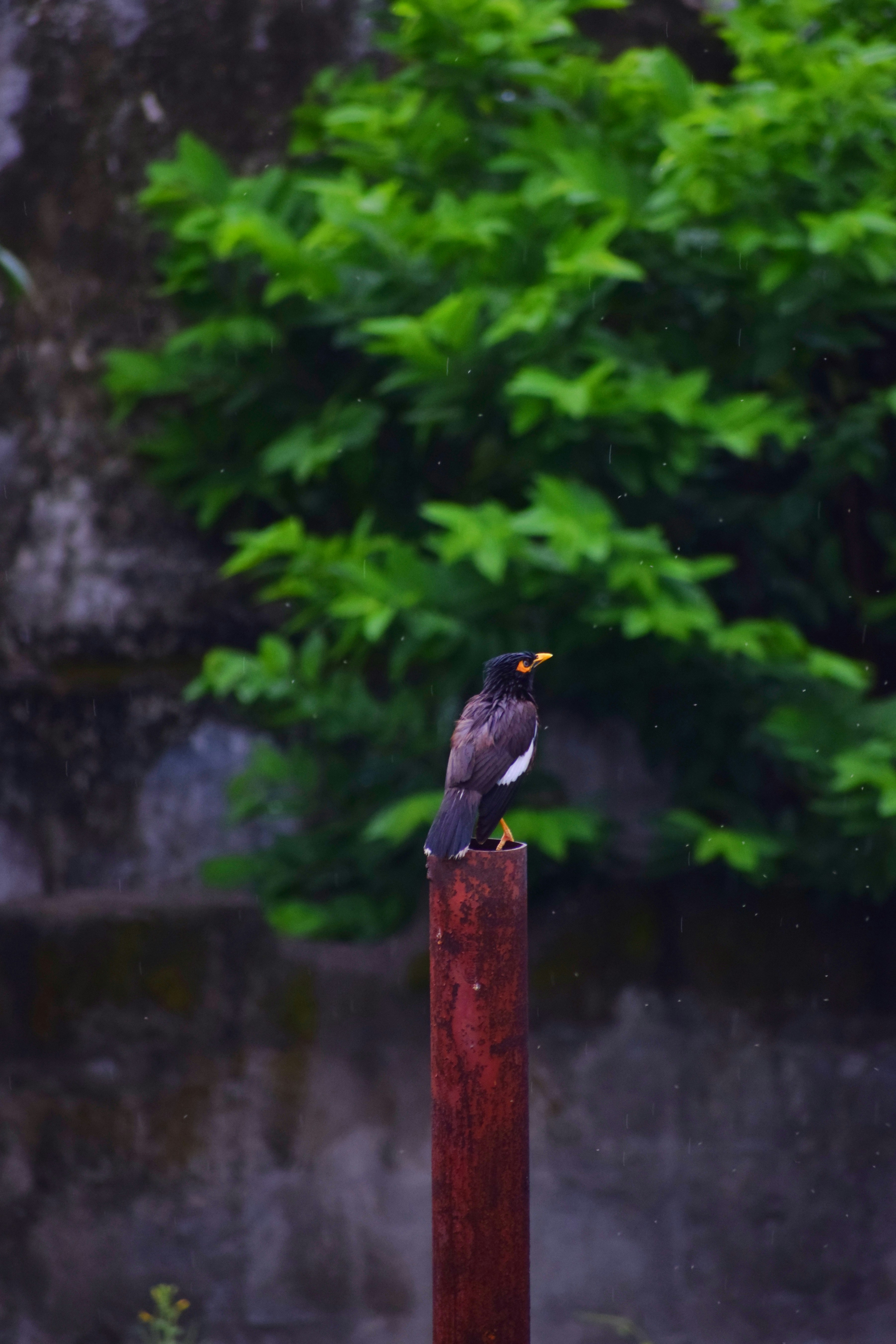 Rusted Perch, Emerald Backdrop: A Blackbird Under Rain