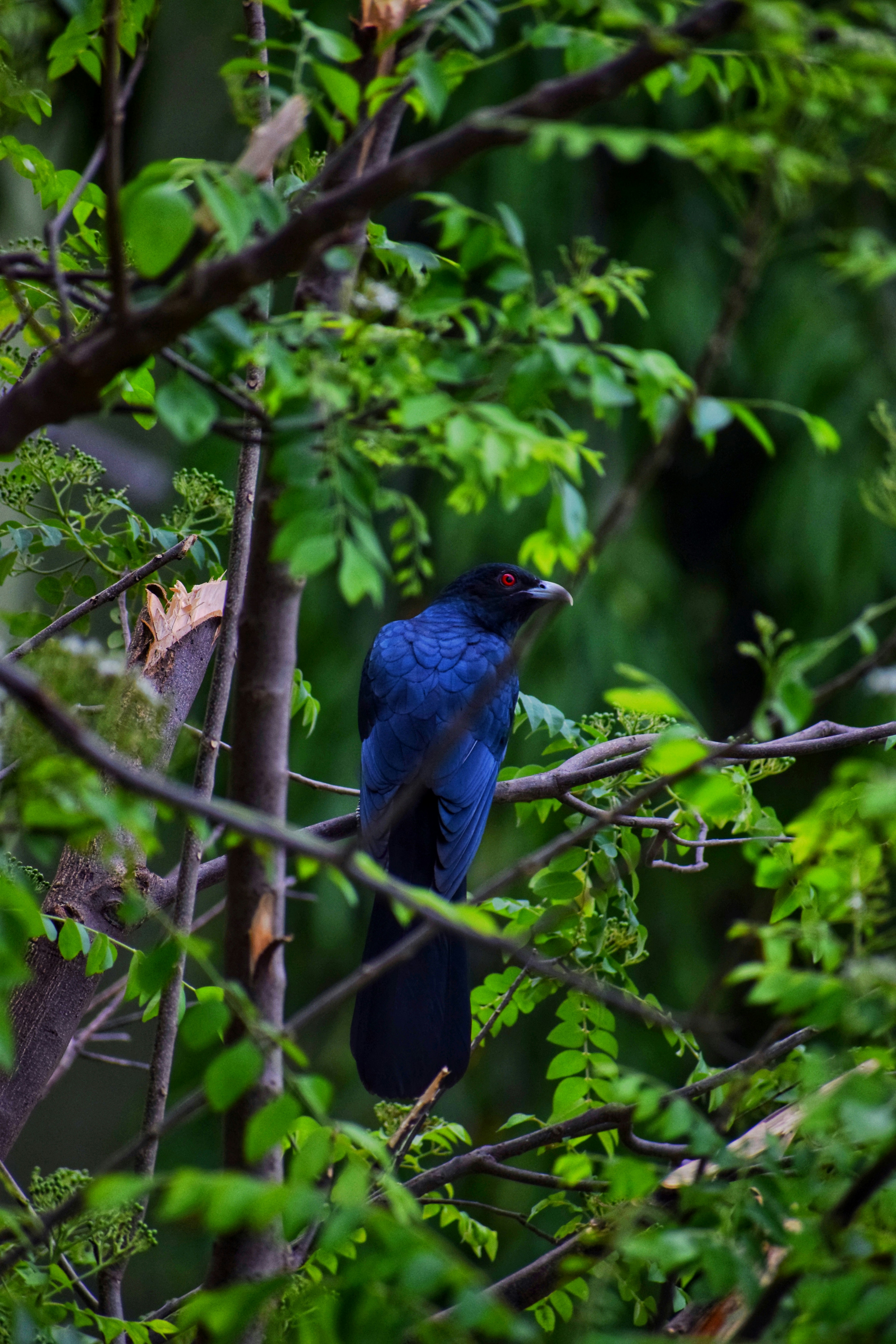 A blue bird on a tree branch photo – Free Raven Image on Unsplash