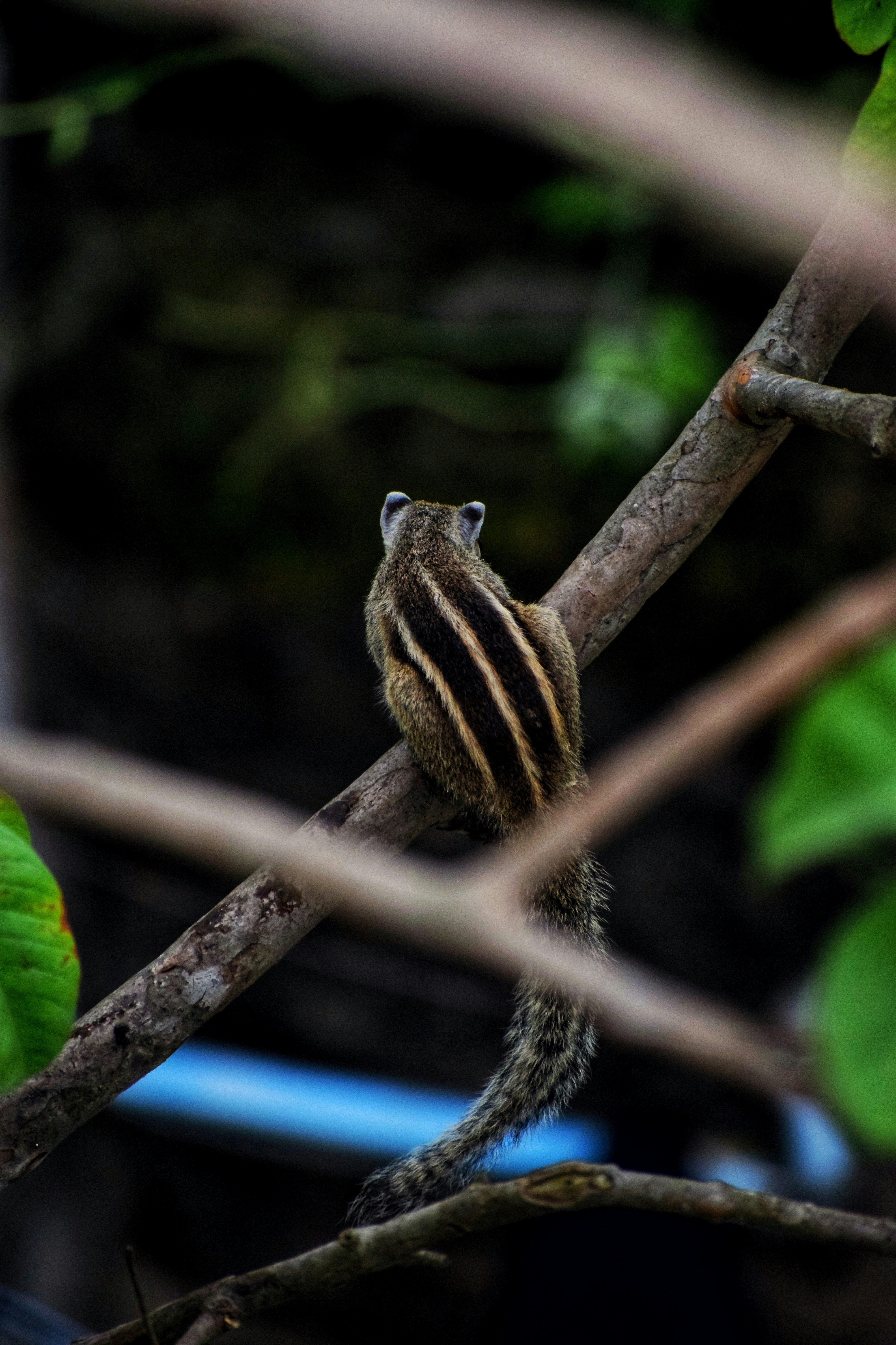 Stripe-Tailed Sentinel on a Branch