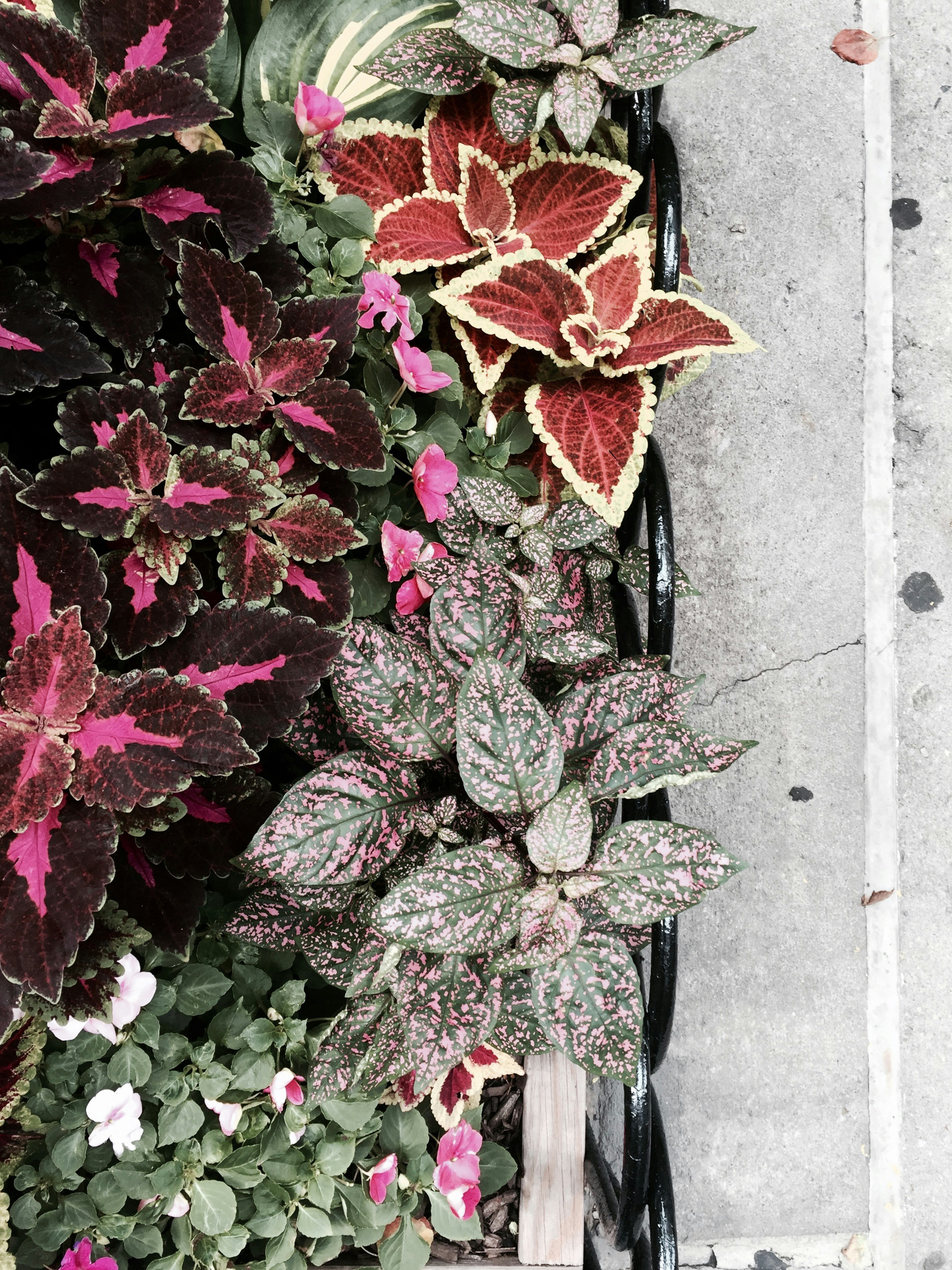 Frost-veined Coleus Mosaic Along a Concrete Edge
