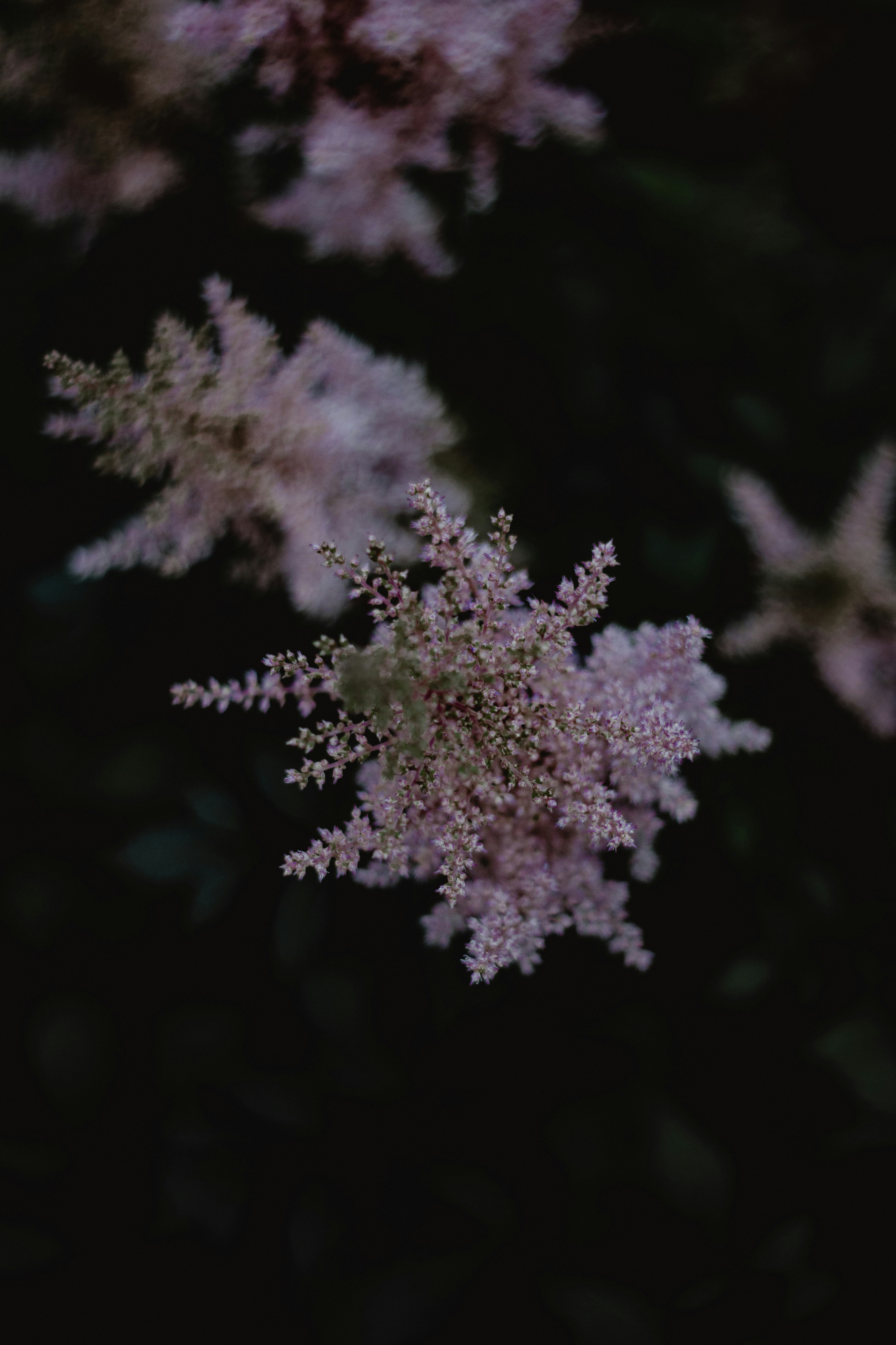 Midnight Petals: A Pink Astilbe Bloom Quietly Illuminated