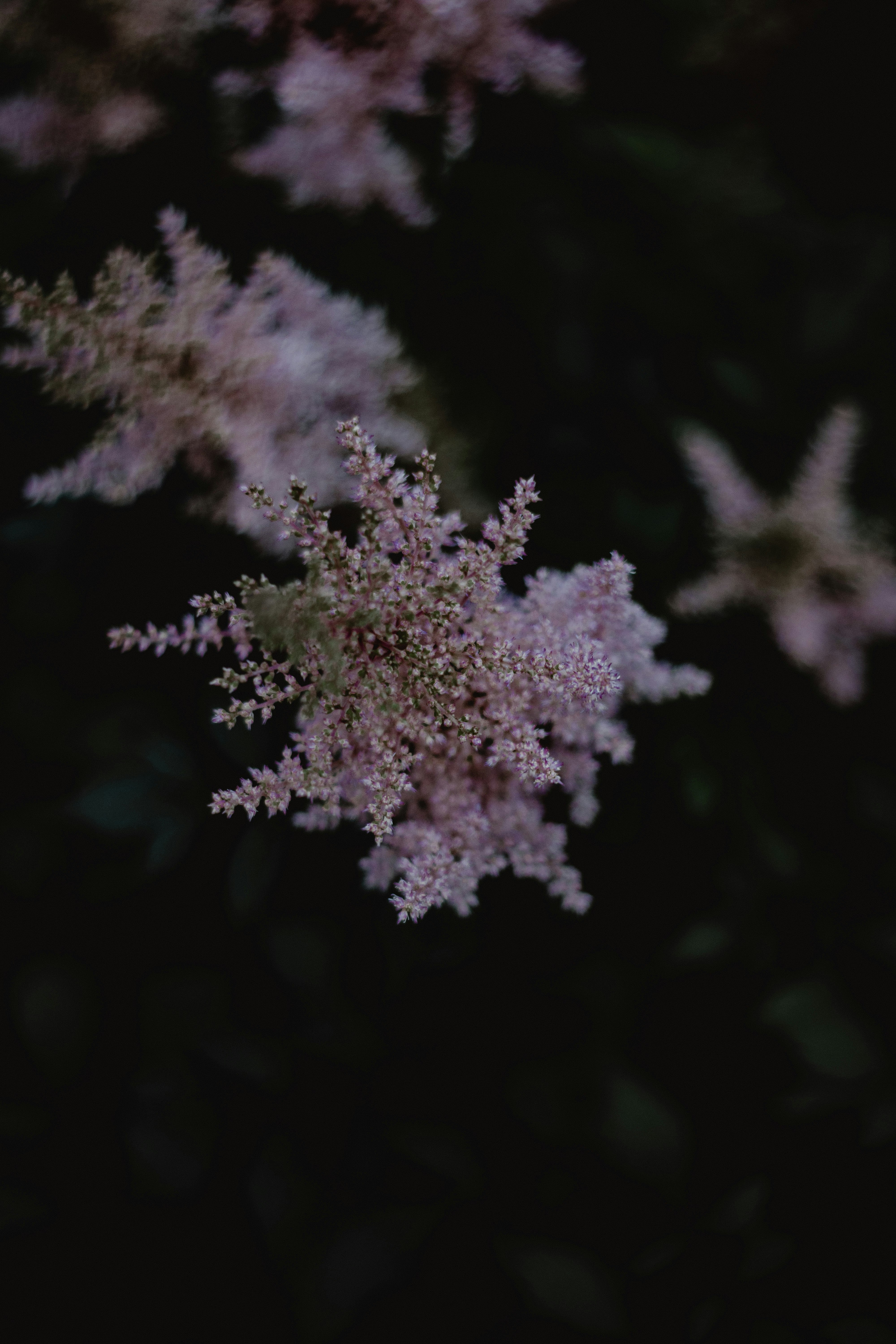 Midnight Lilac in Velvet Shadow: Close-Up of Lavender Clusters