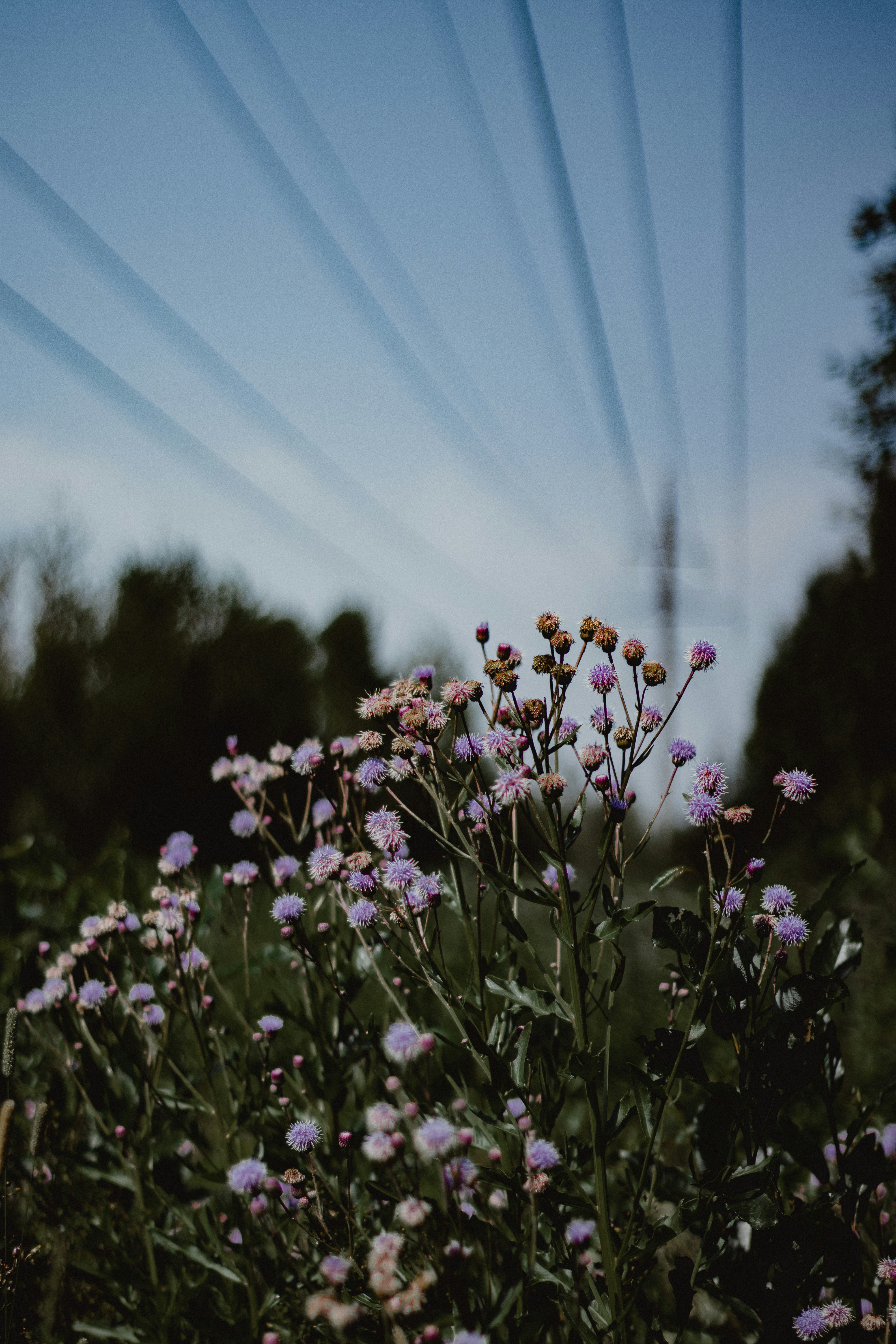 Floral Foreground in a Dreamy Quiet Field