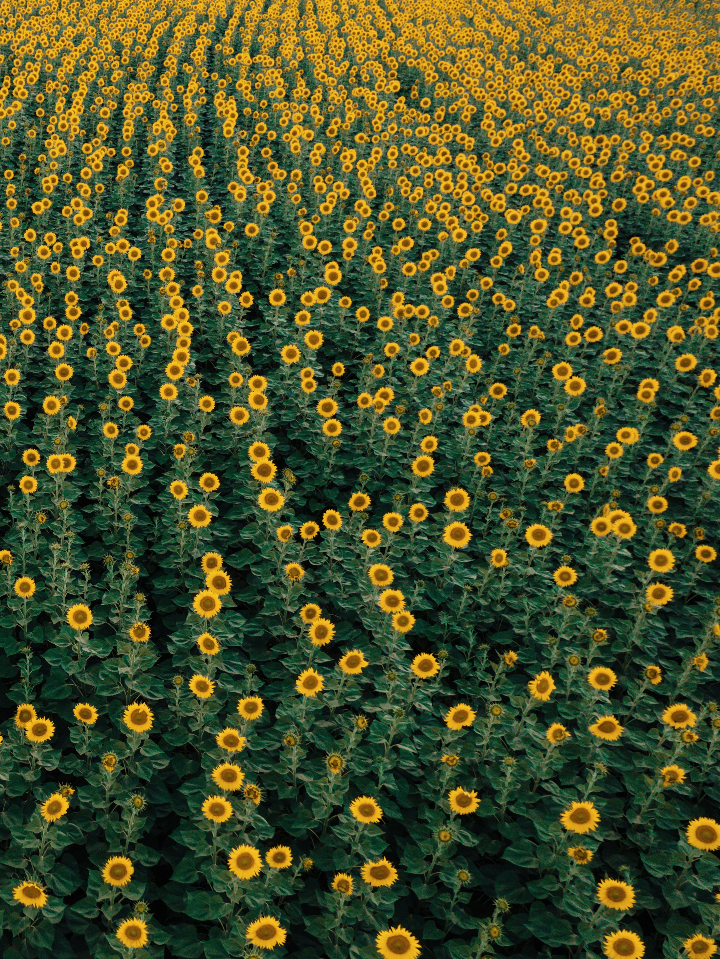 Sunlit Field of Sunflowers: A Sea of Yellow Faces