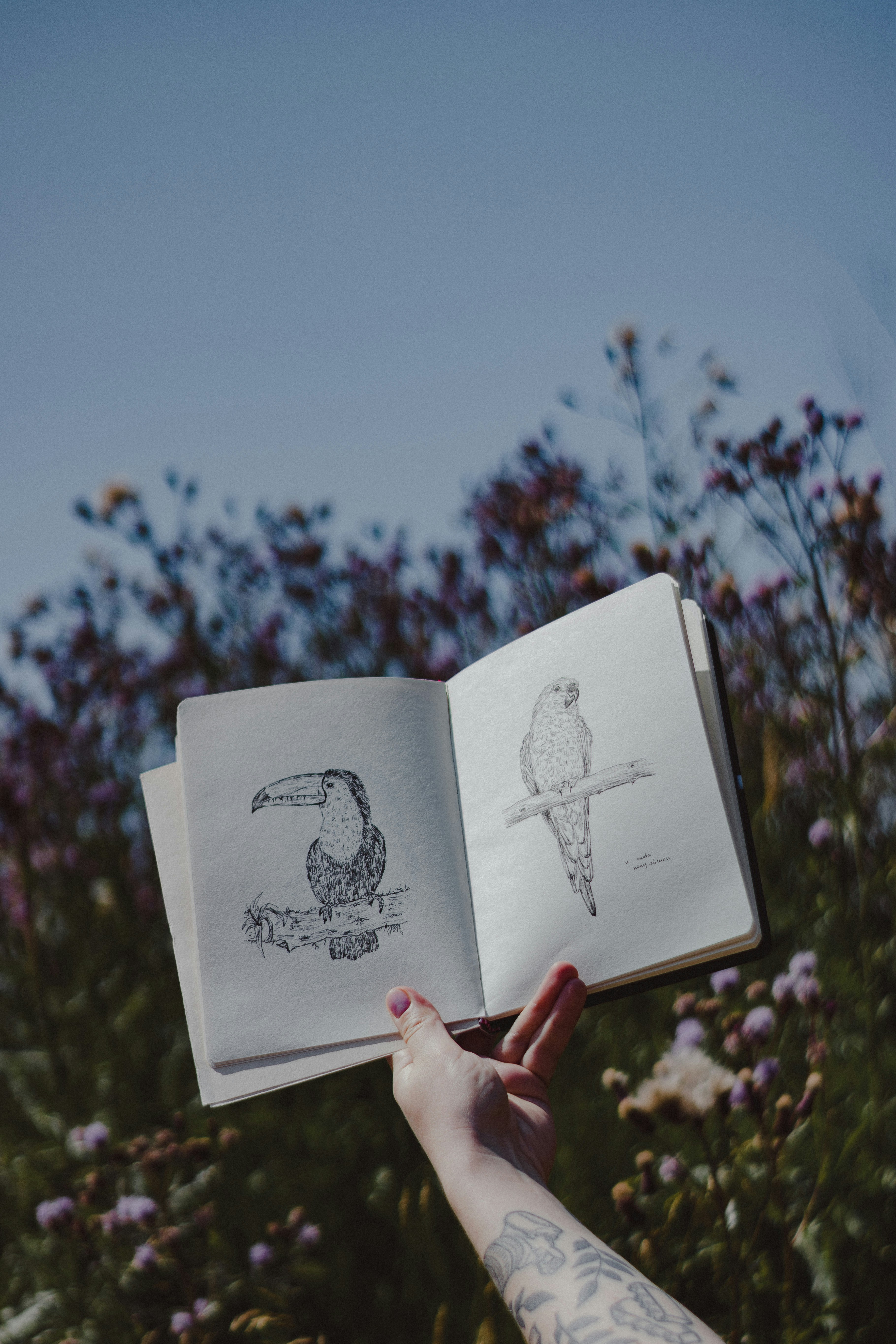 Nature Sketch Pictures | Download Free Images on Unsplash