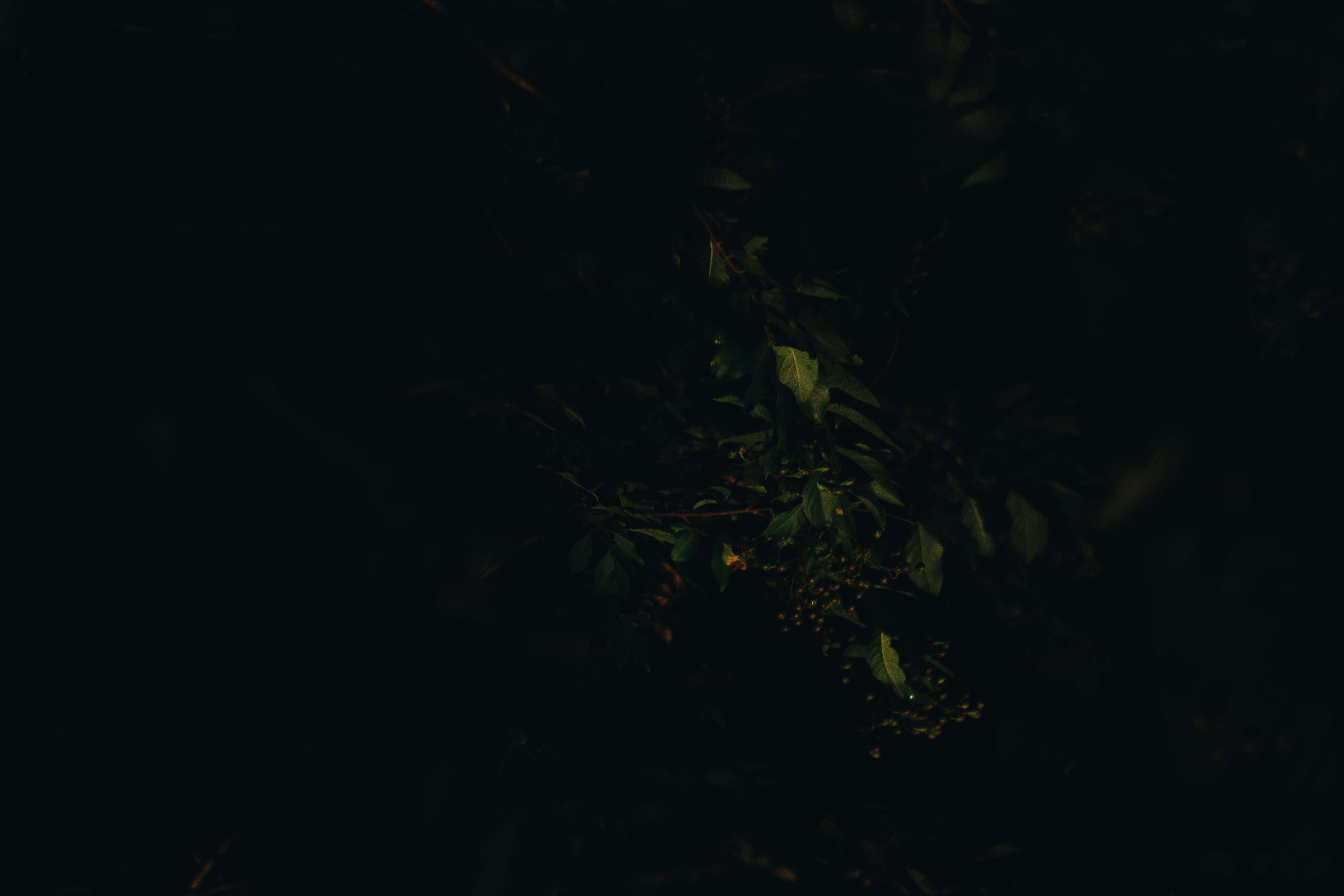 Dark foliage illuminated by subtle light, creating an air of mystery in a nocturnal setting.