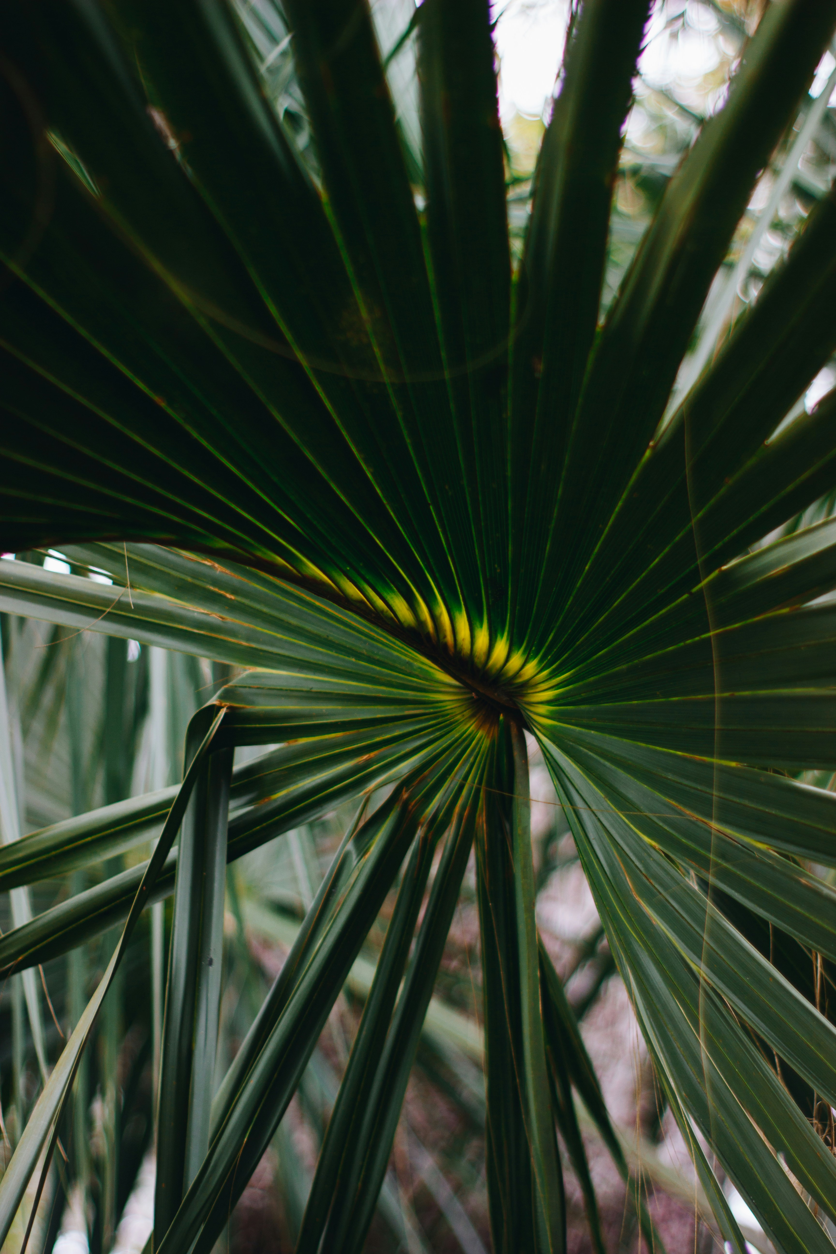 Radial Palm Core: A Close-Up Study of Green Spokes