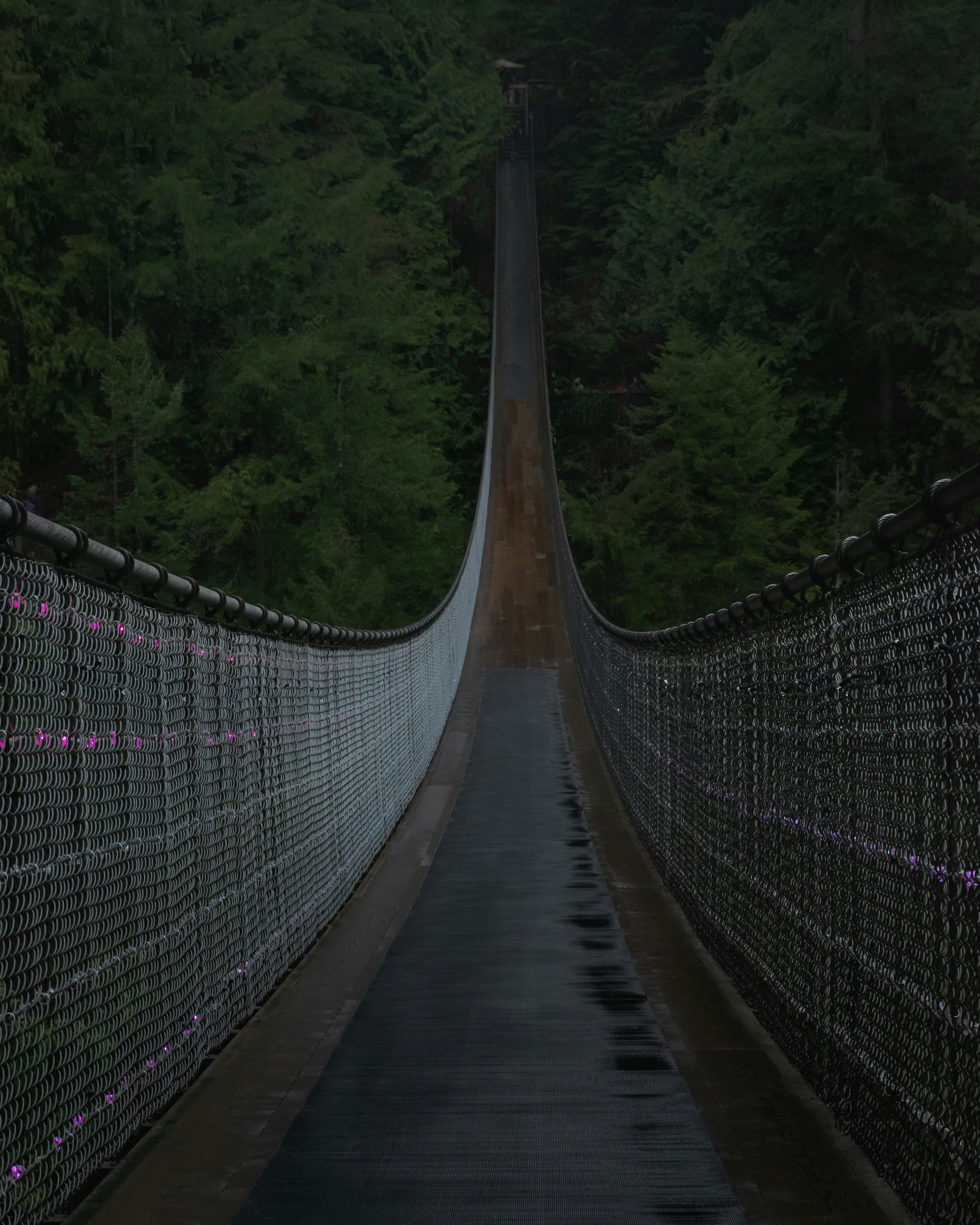 Convergence on the Canopy Bridge: A Narrow Path into the Pines
