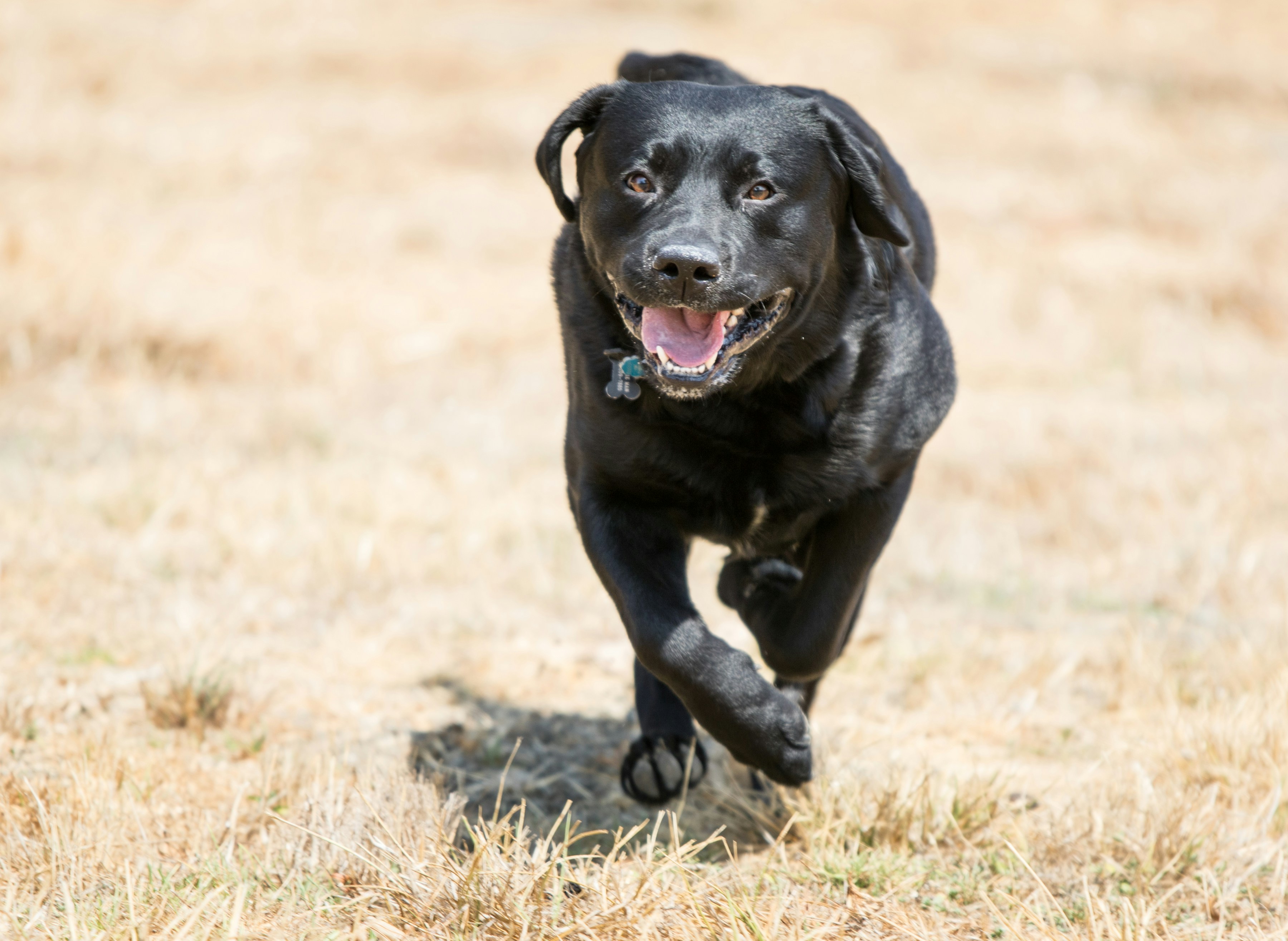 Happy Dog Running Pictures | Download Free Images on Unsplash
