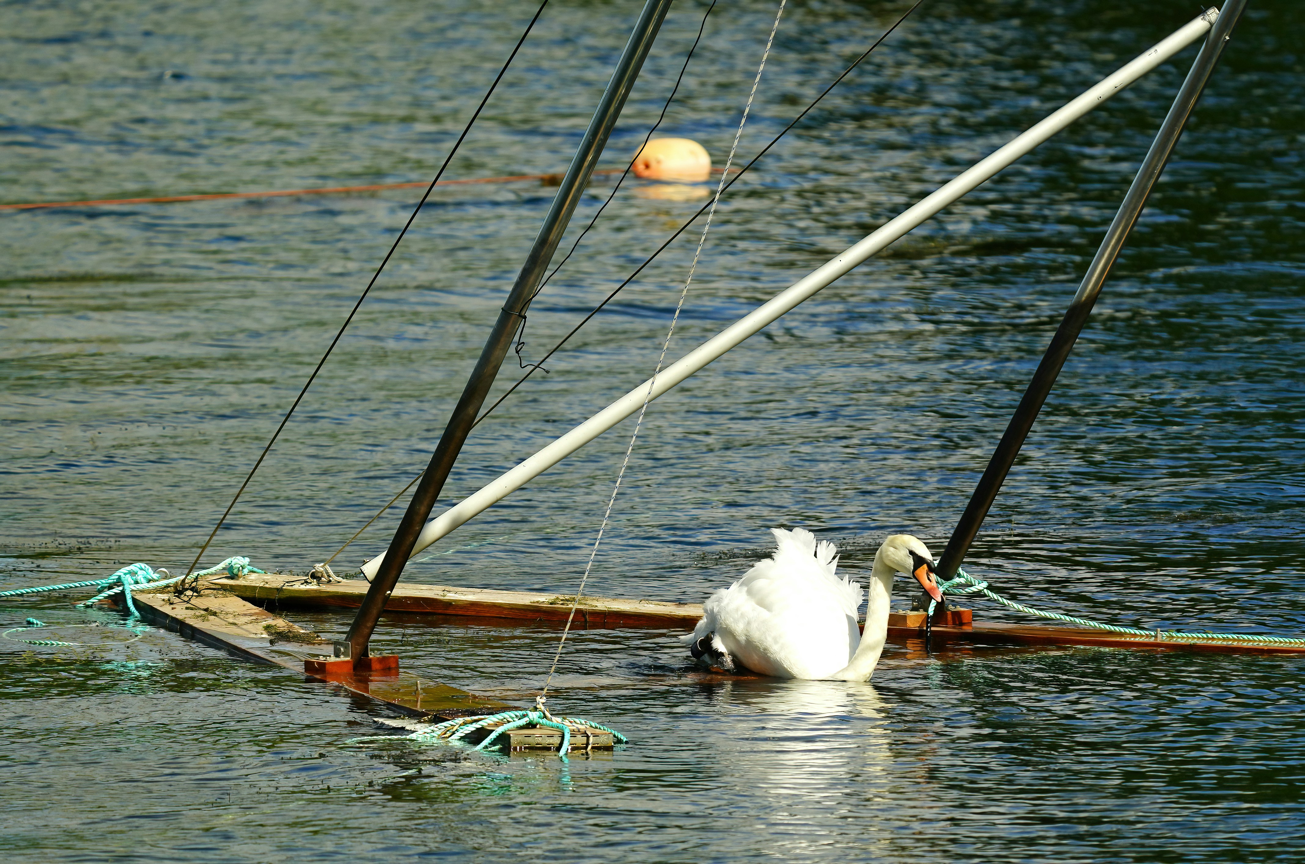 a bird on a boat