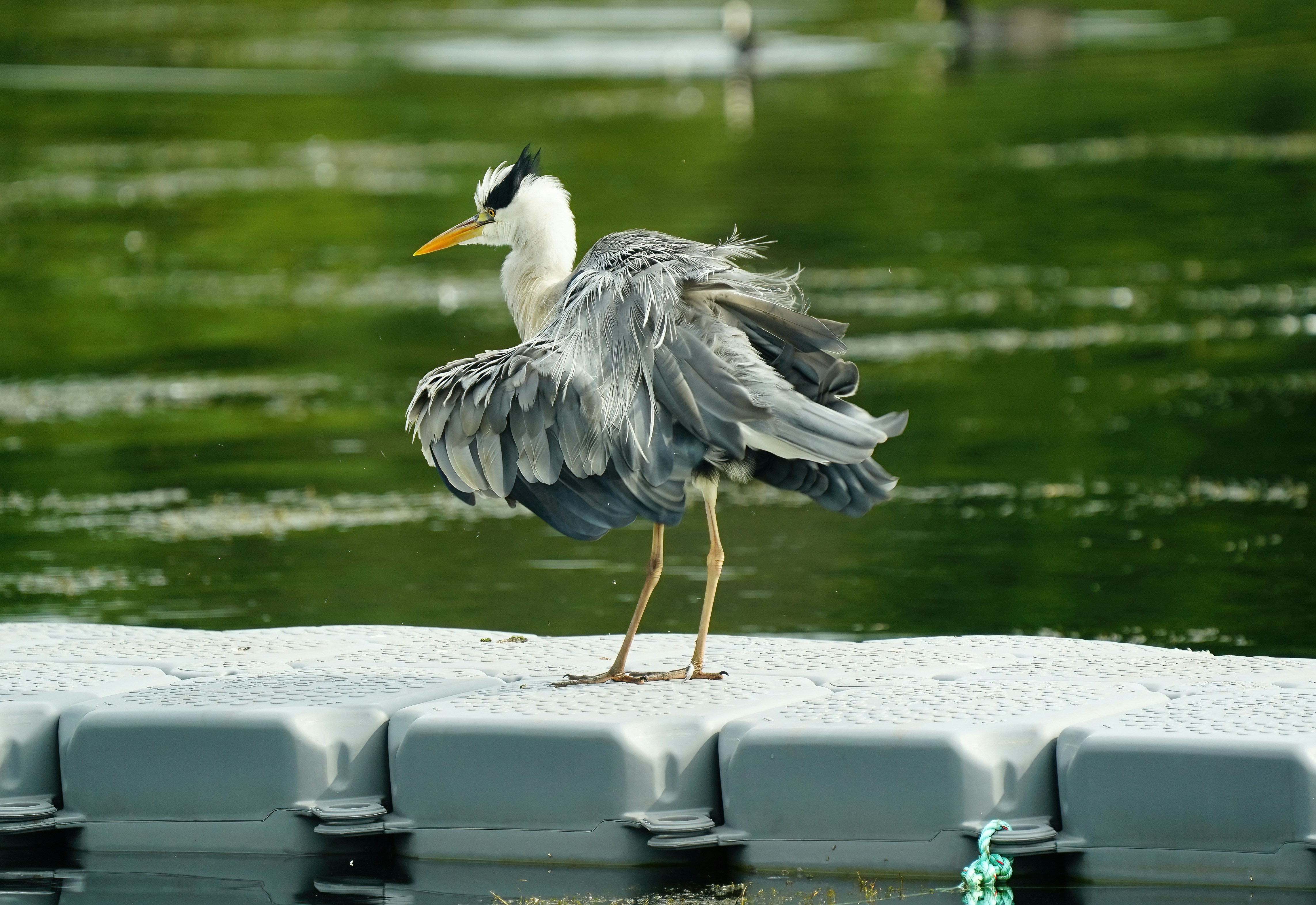 Perched on a Floating Dock: Grey Heron Over a Quiet Emerald Pond