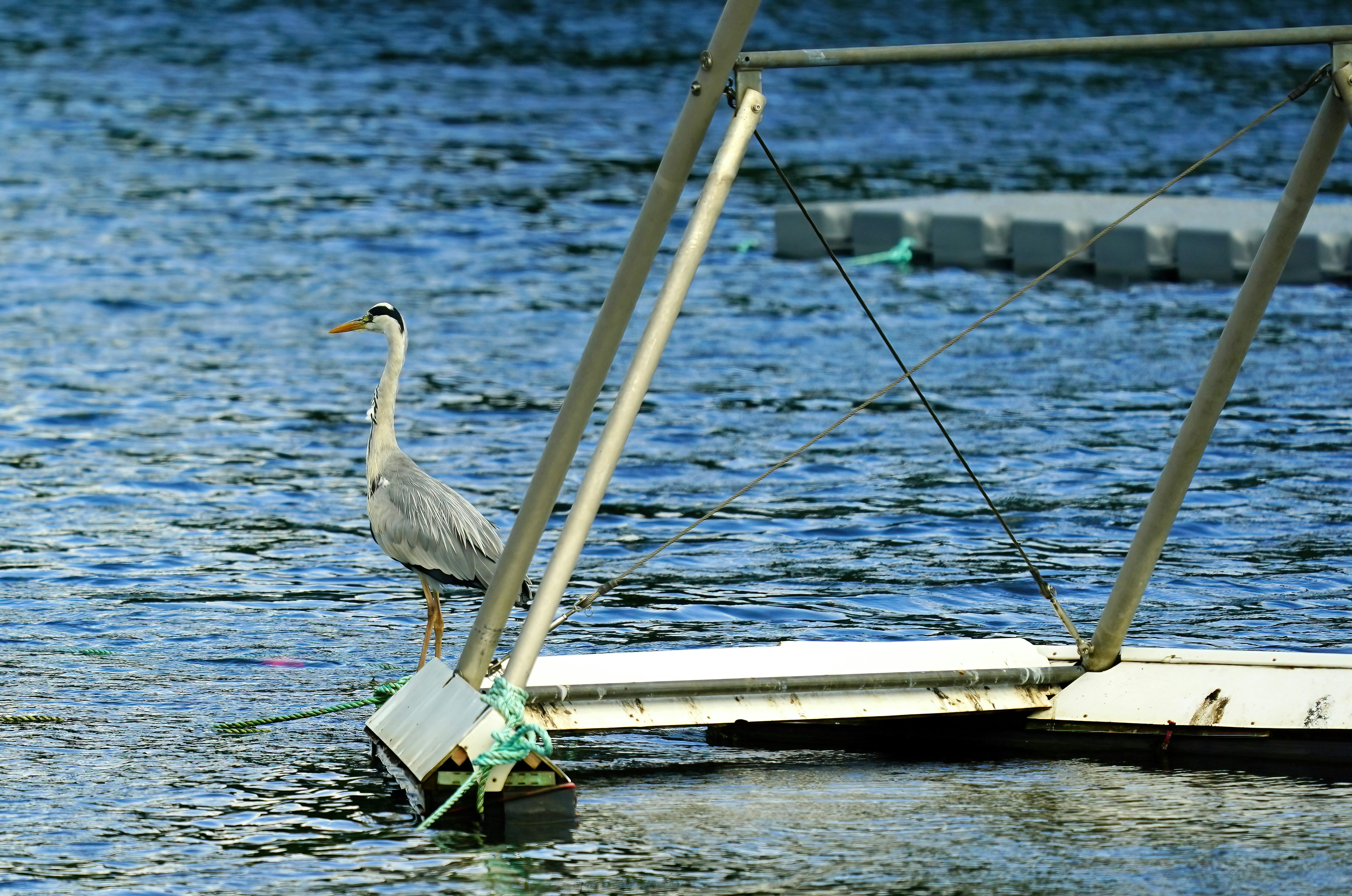 A bird on a boat photo – Free Water Image on Unsplash