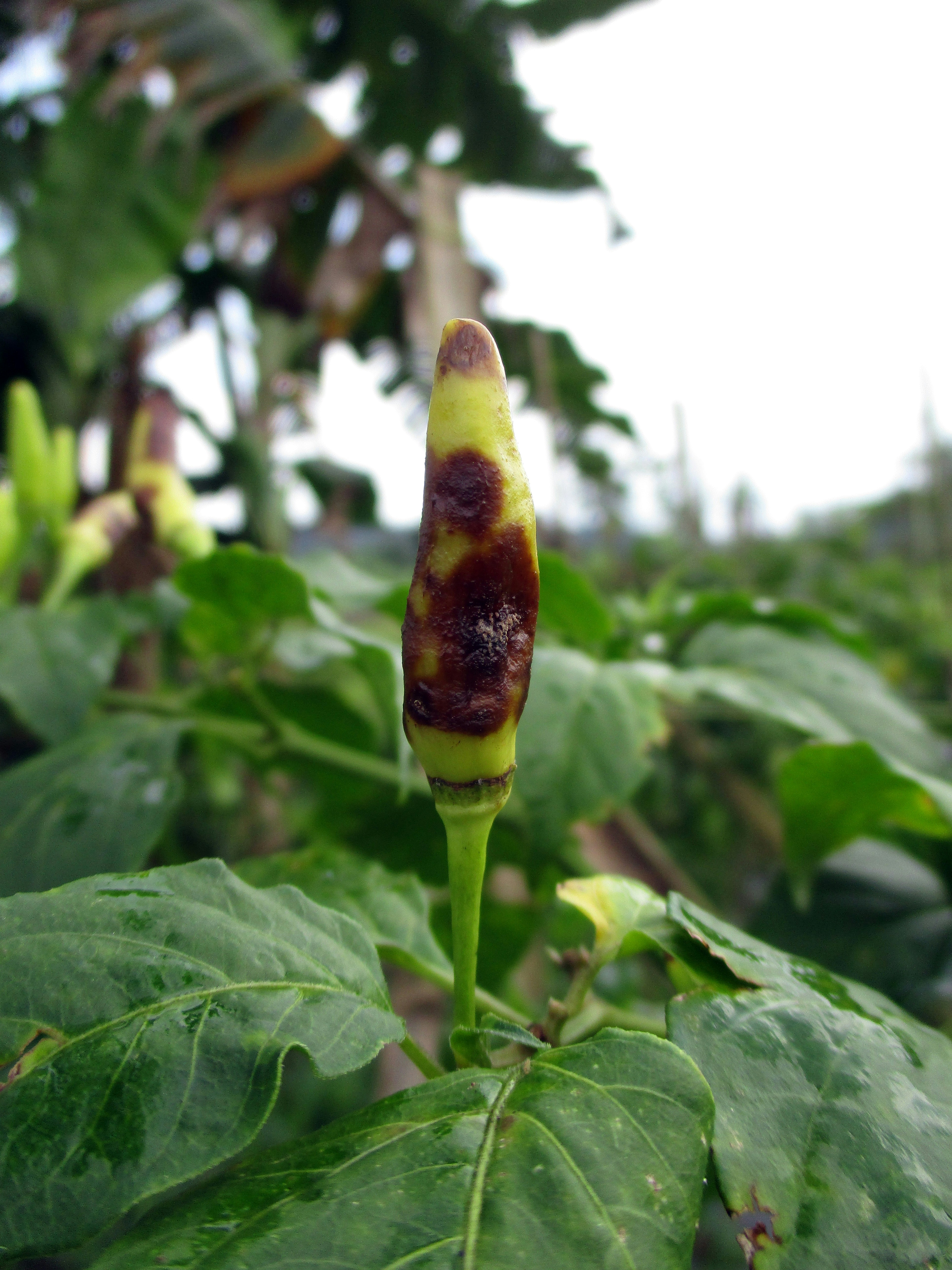 Disease in chili plant. This disease is caused by the fungus Colletotrichum or the fungus Gloeosporium