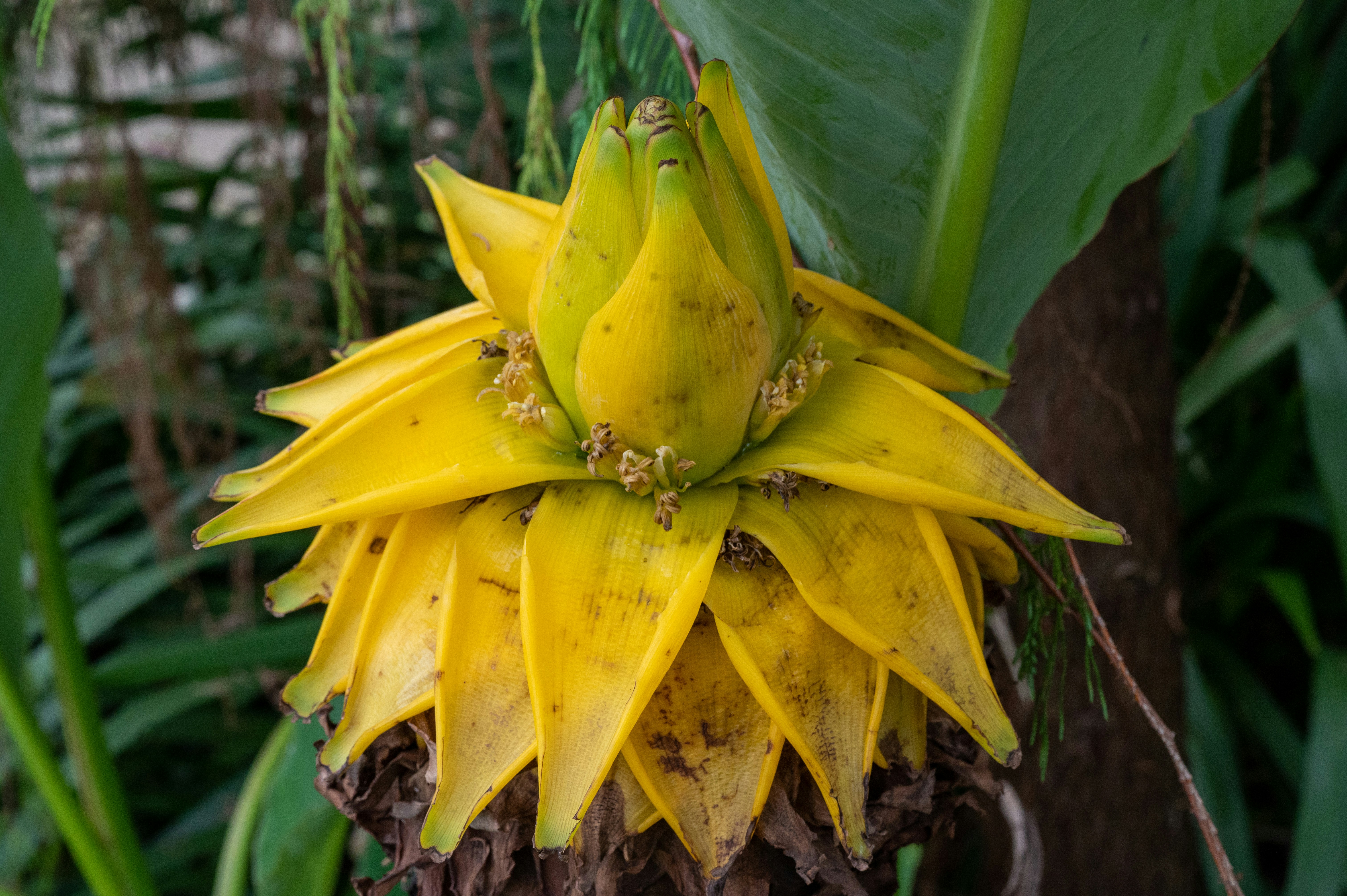 Sunlit Crown of a Bromeliad Rising from the Mossy Stump