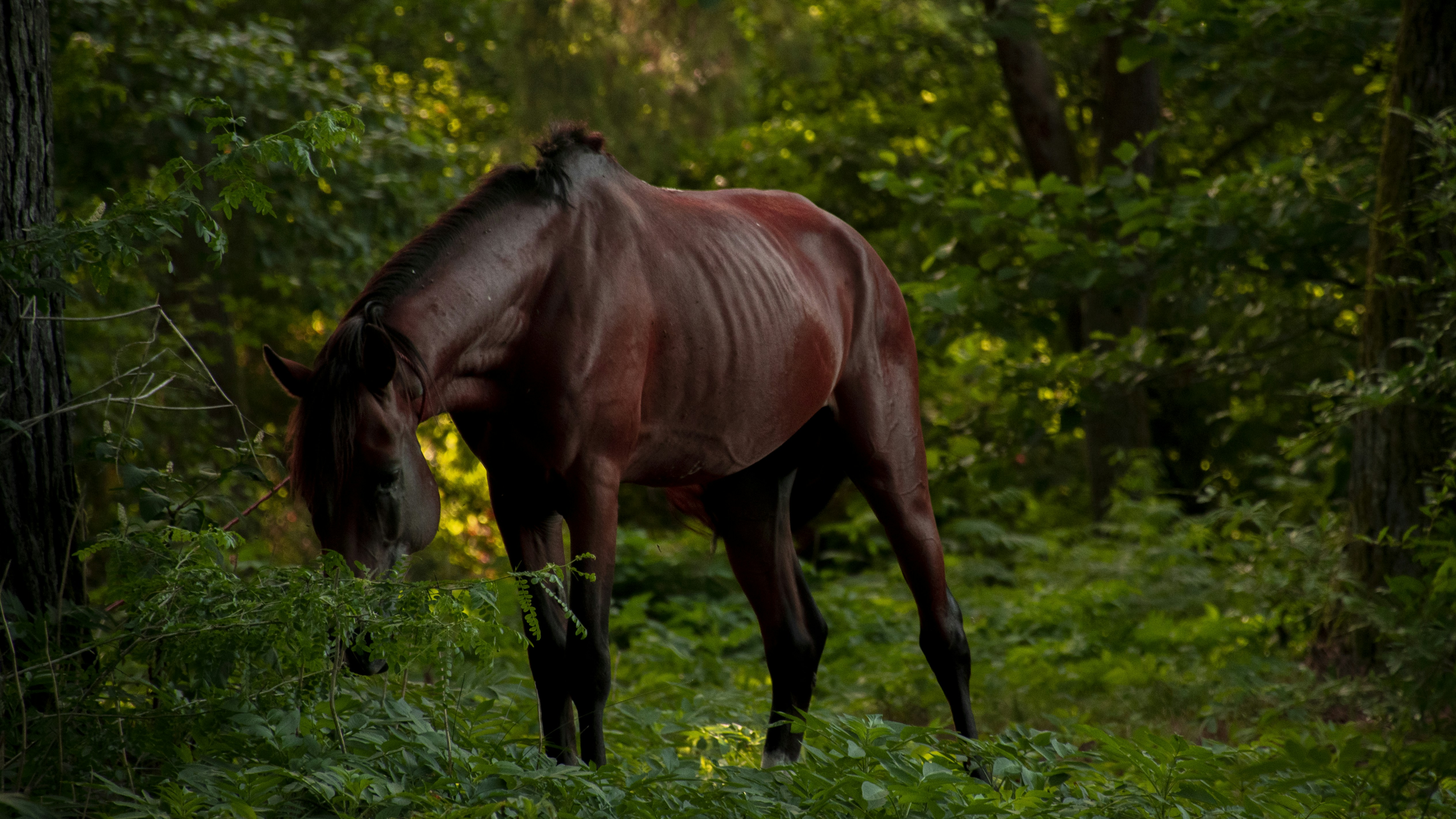 a horse in the woods