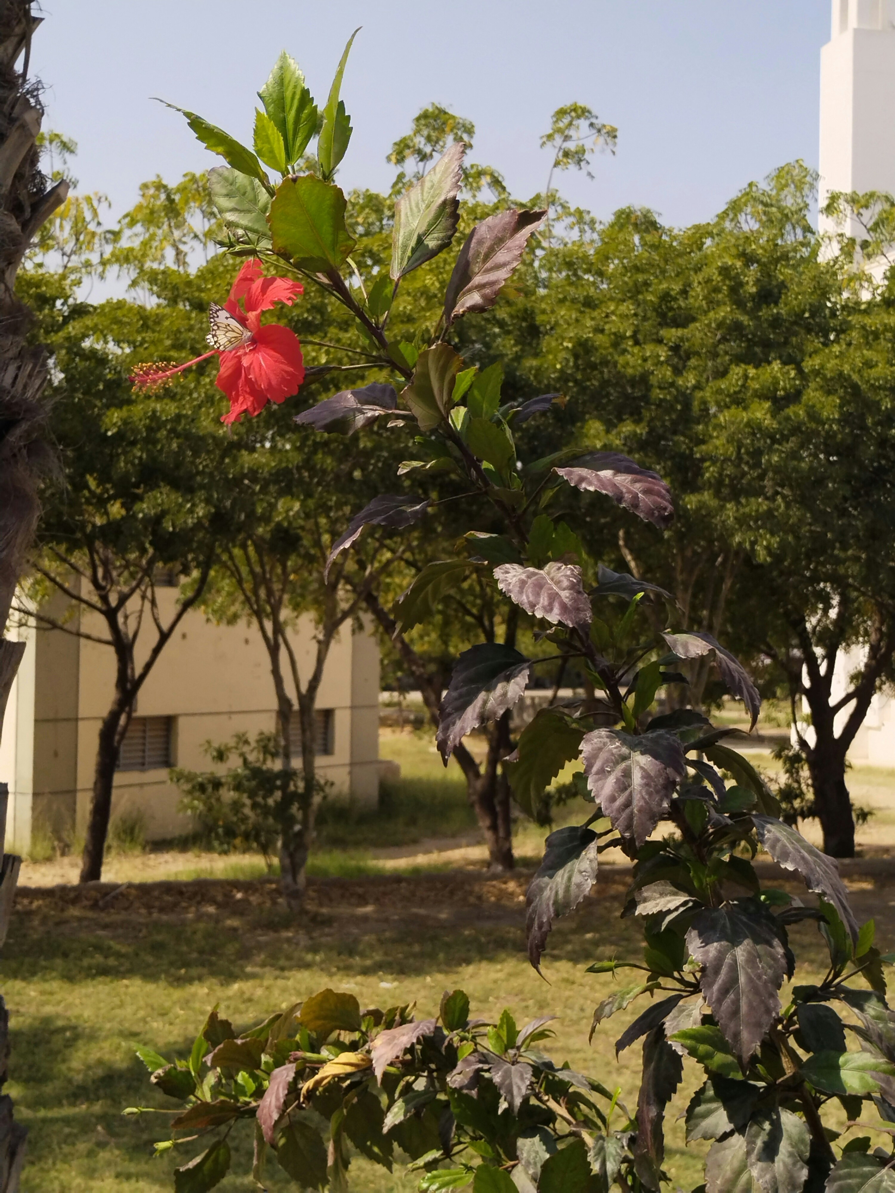 Crimson Hibiscus Reaches Through Sunlit Park Foliage