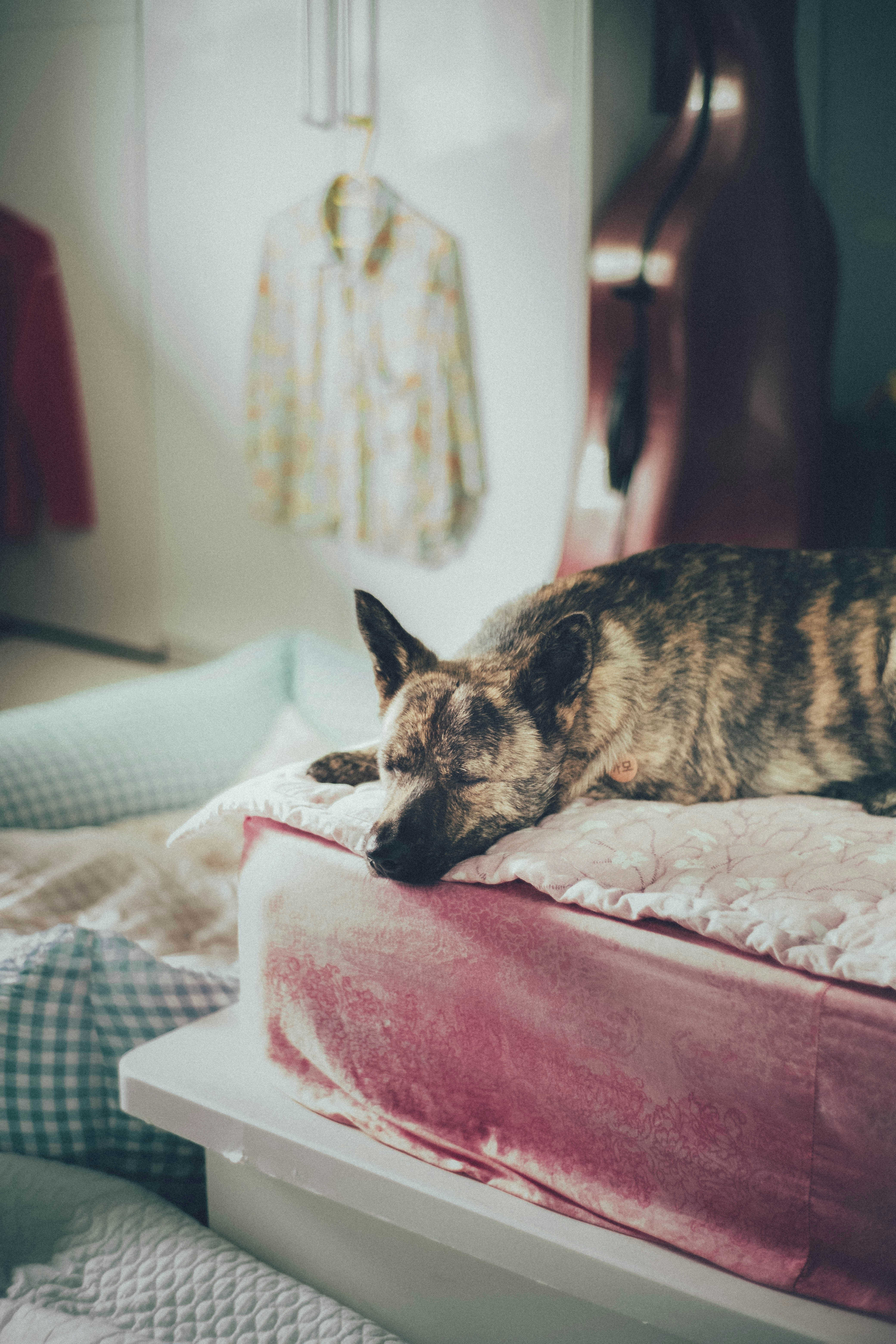 Lounging in Pastel Silence: A Sleepy Cat Amid Soft Studio Calm
