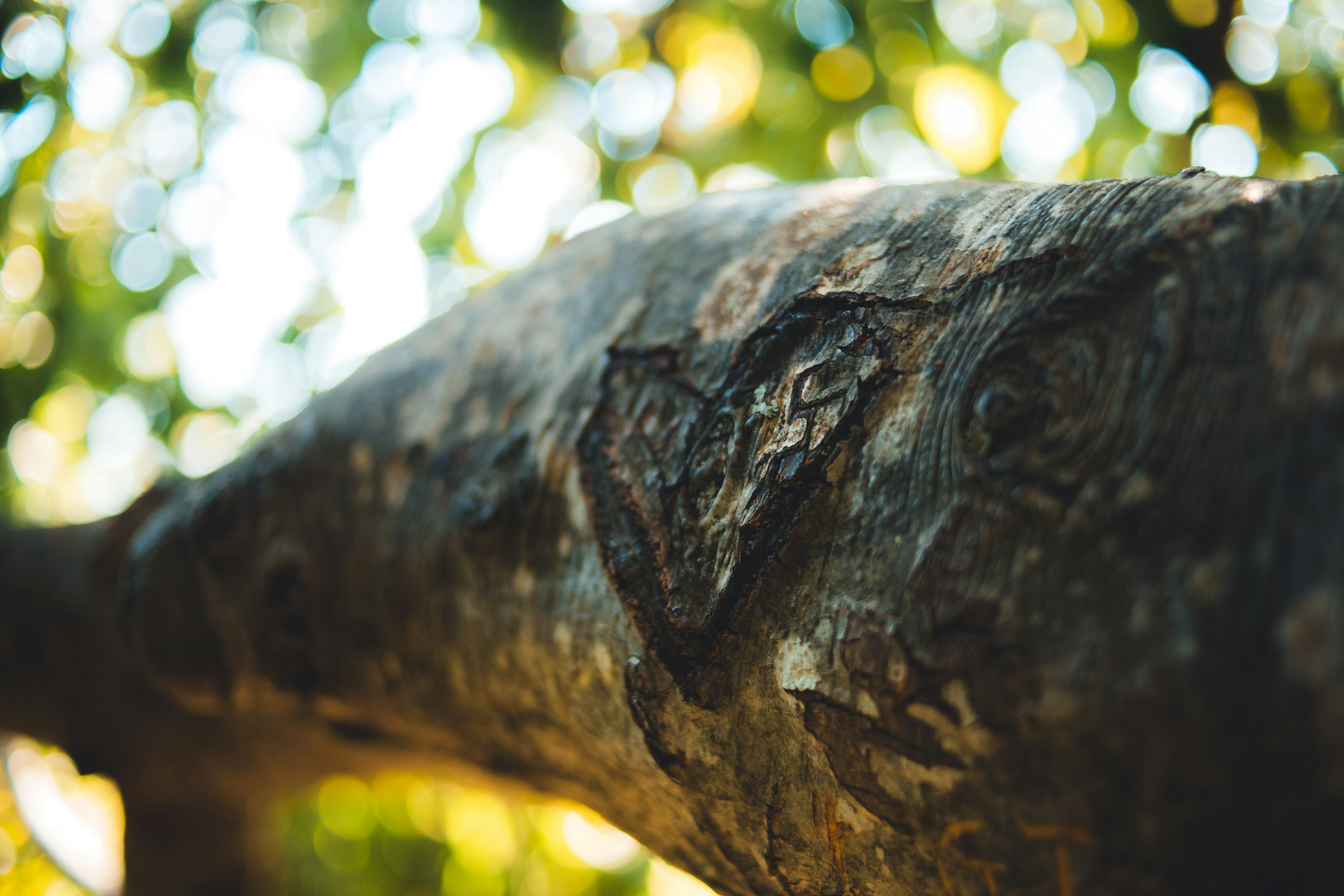 Carved Heart on a Weathered Branch: Nature's Quiet Embrace