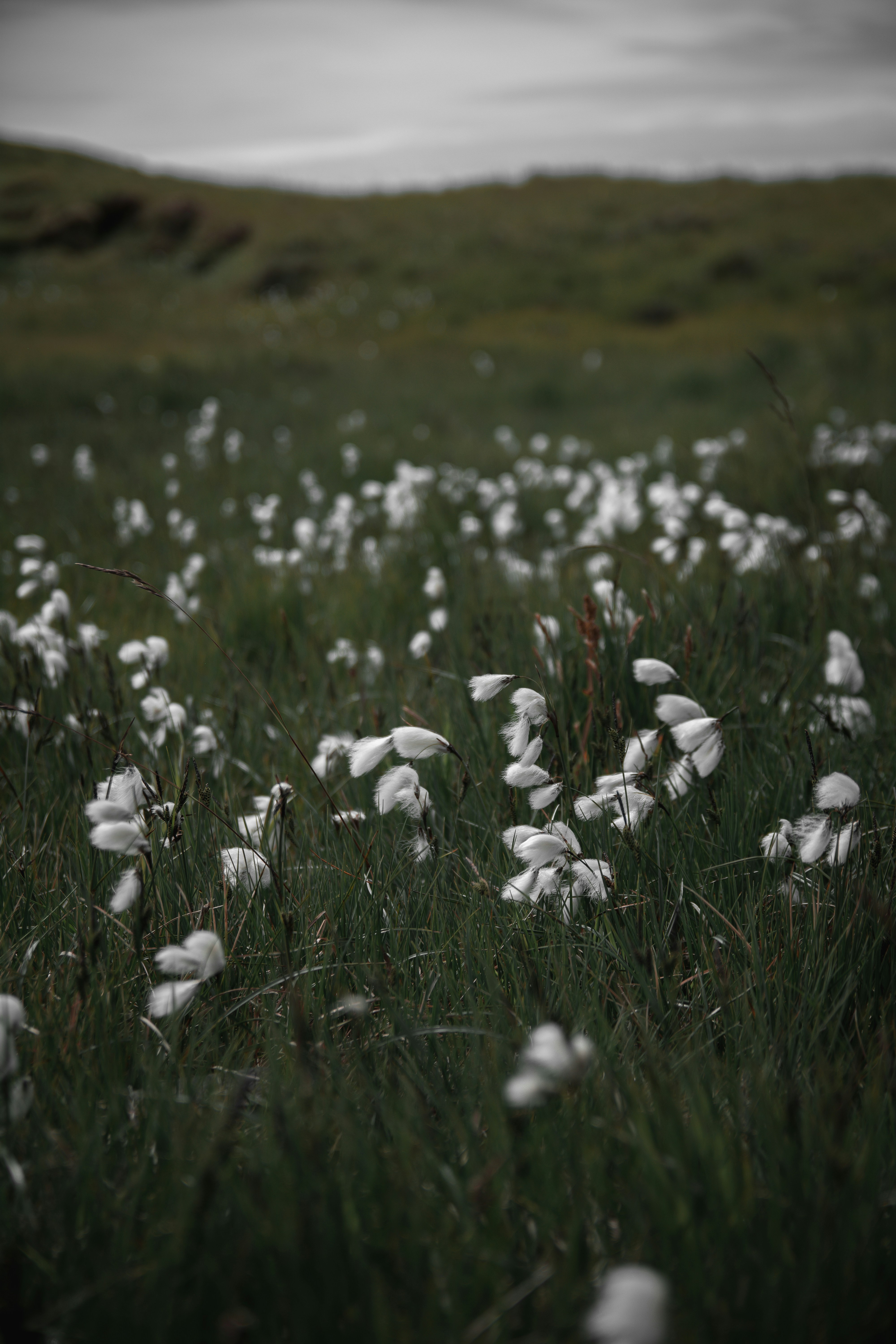 A field of white flowers photo – Free Iceland Image on Unsplash