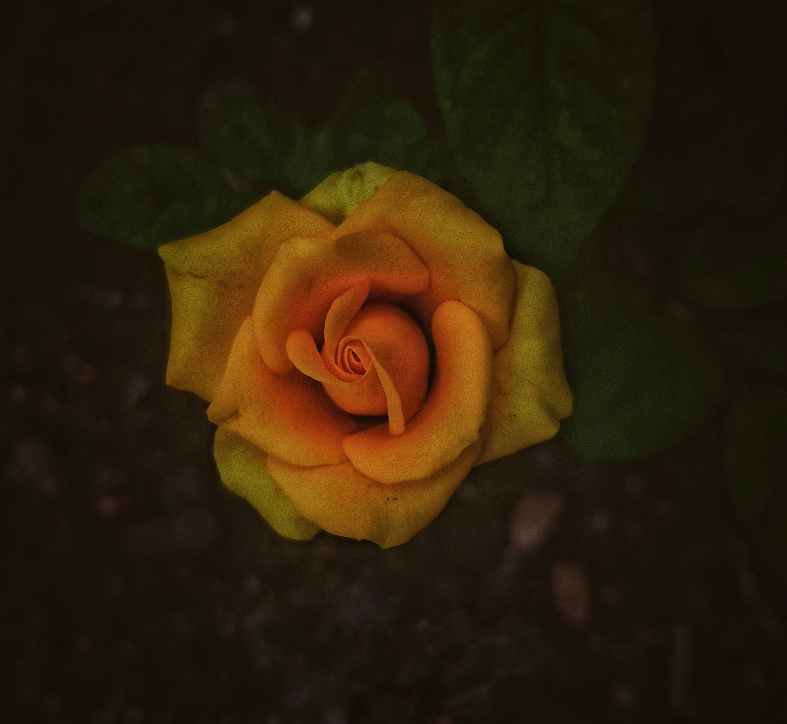 Vibrant yellow rose blooming amidst lush green leaves, showcasing intricate petal formation and natural beauty.