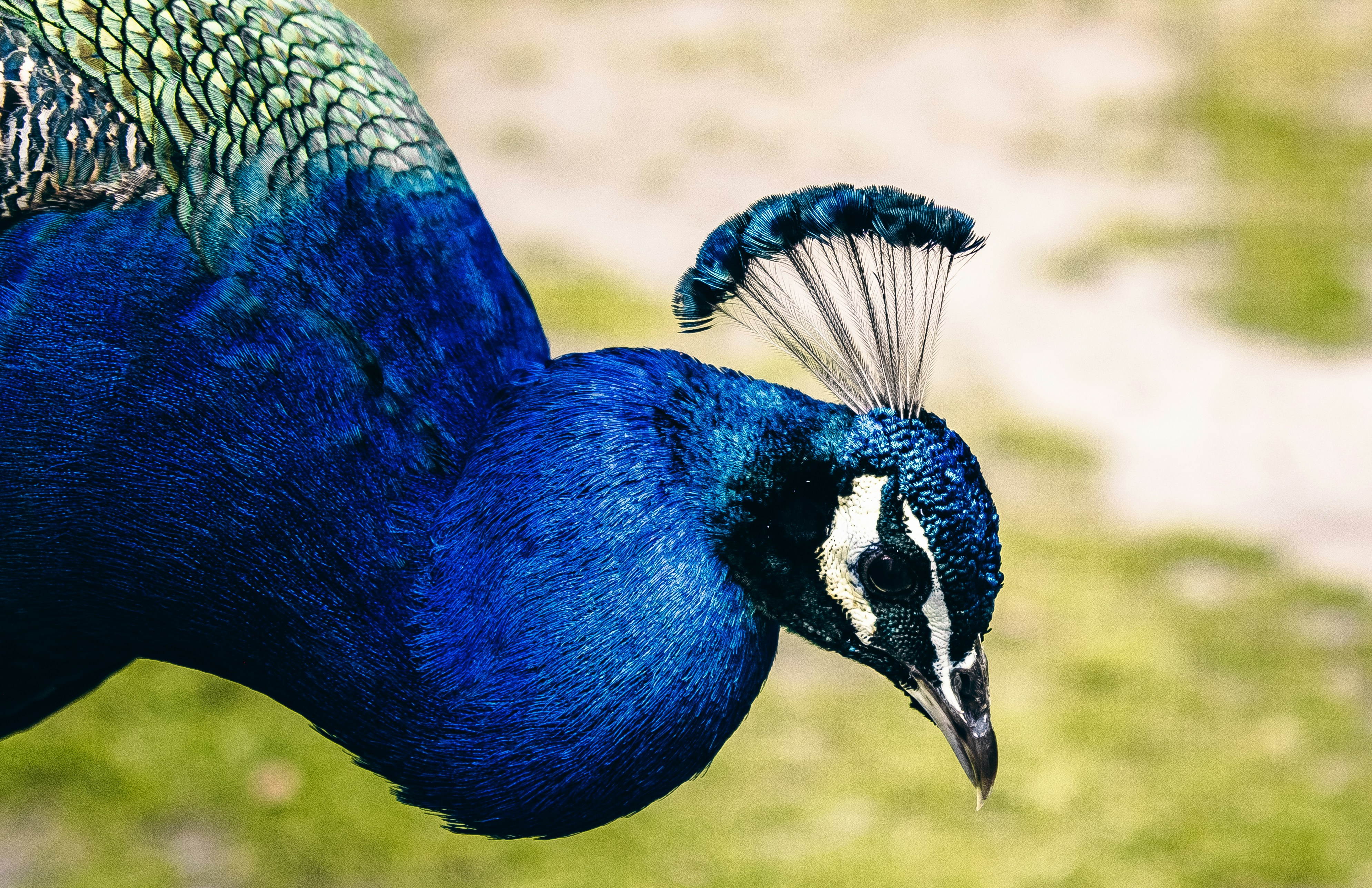 a blue and black bird