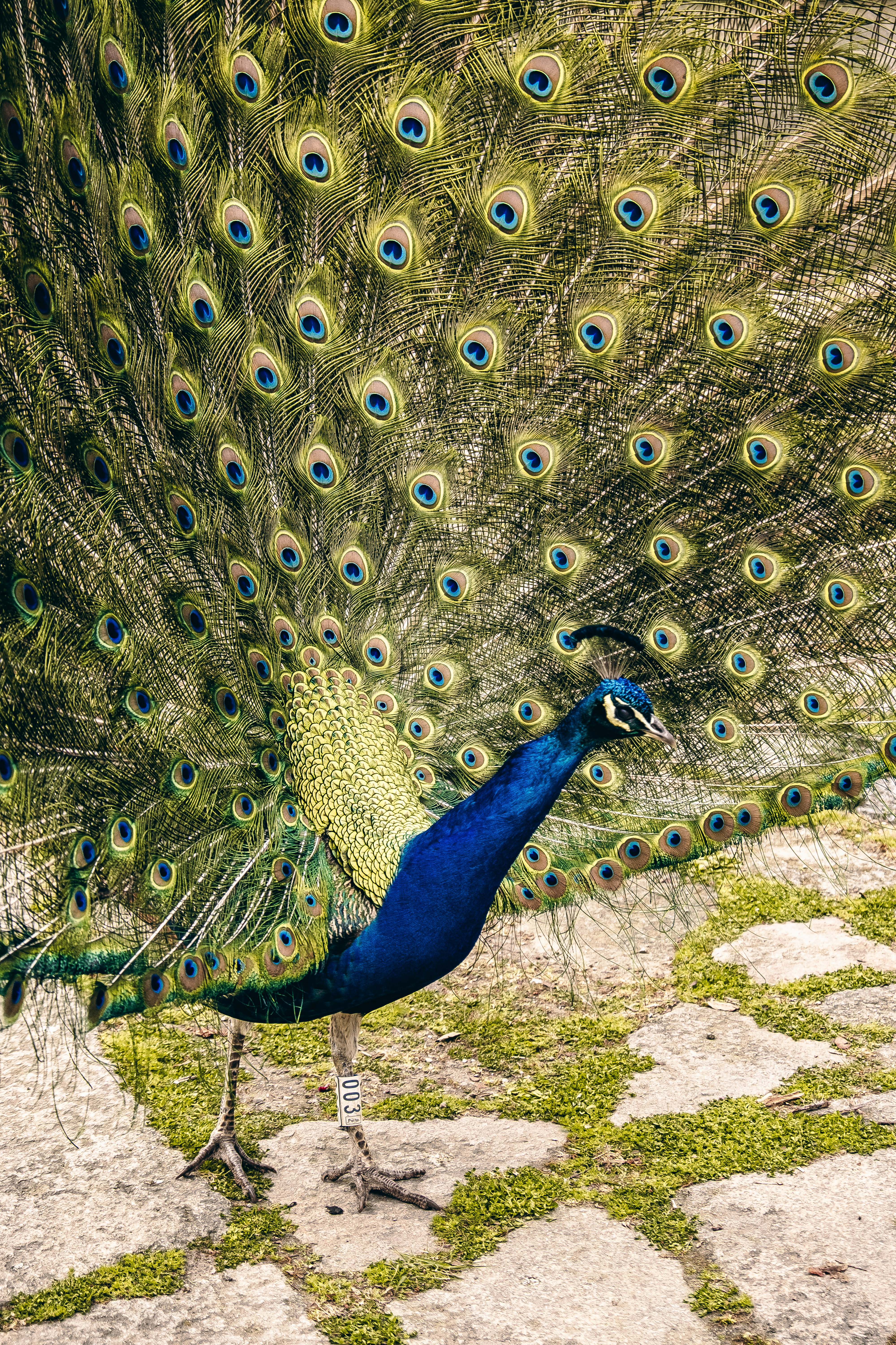 Cobalt Crown Amid a Sea of Eye-Spots