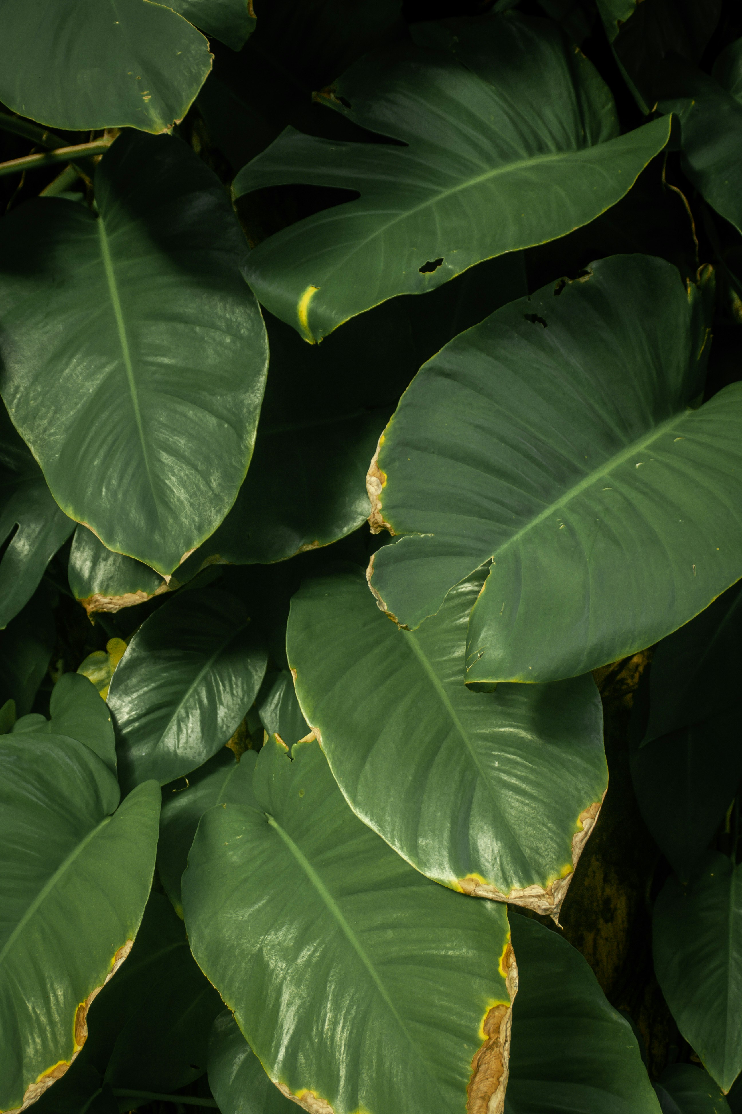 750+ Green Aesthetic Pictures | Download Free Images on Unsplash