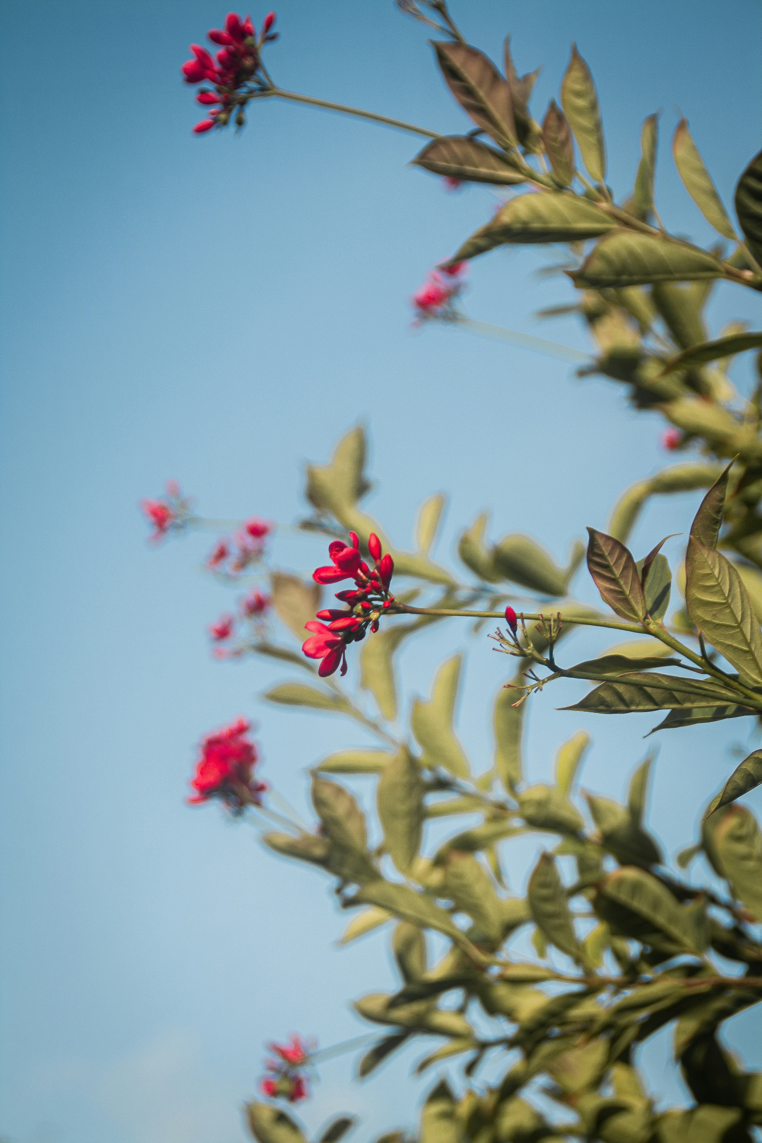 Delicate red flowers sway gently against a clear blue sky, showcasing the beauty of nature's palette.