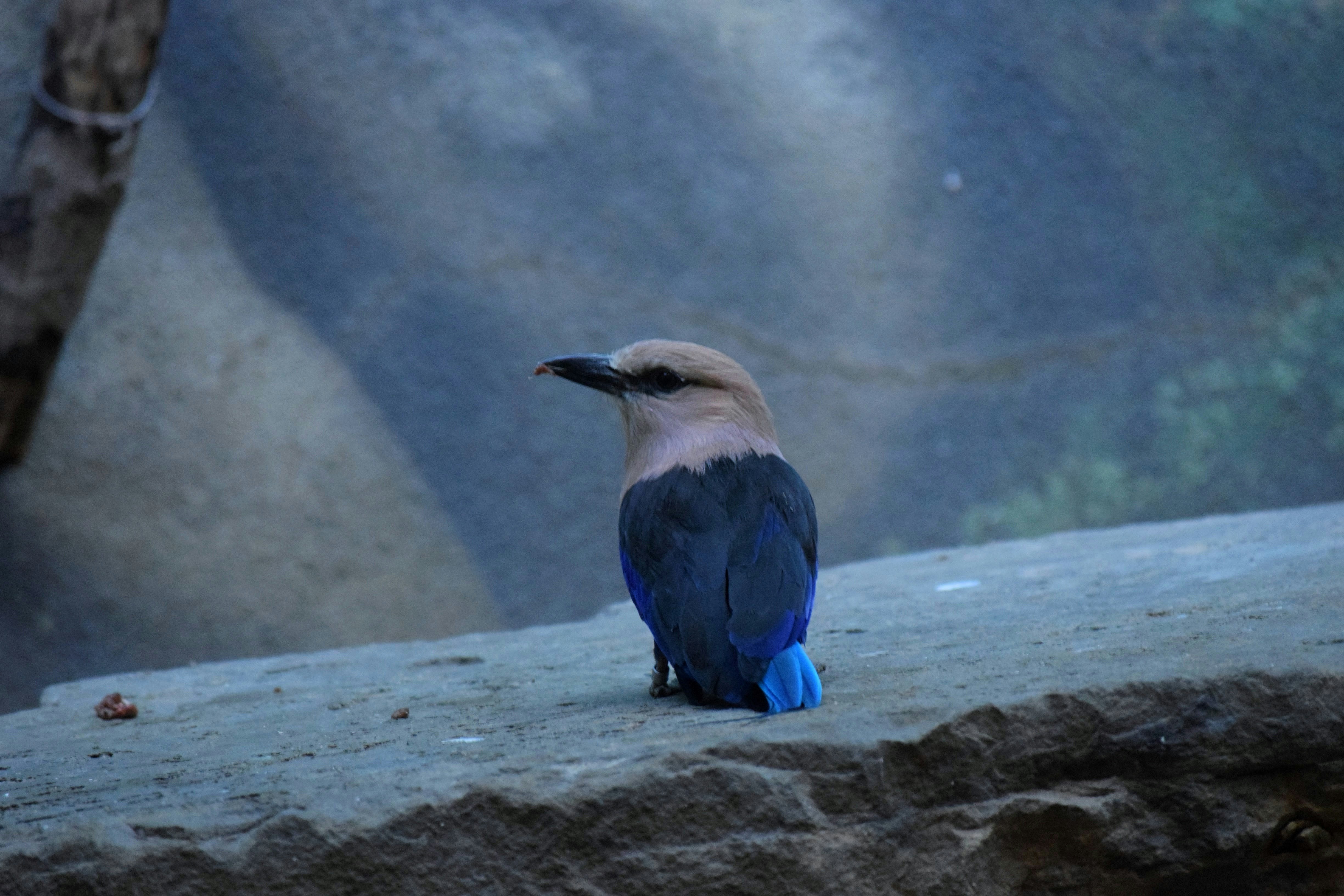 A blue and brown bird perched on a stone surface, gazing into the distance, showcasing its vibrant plumage against a muted background.