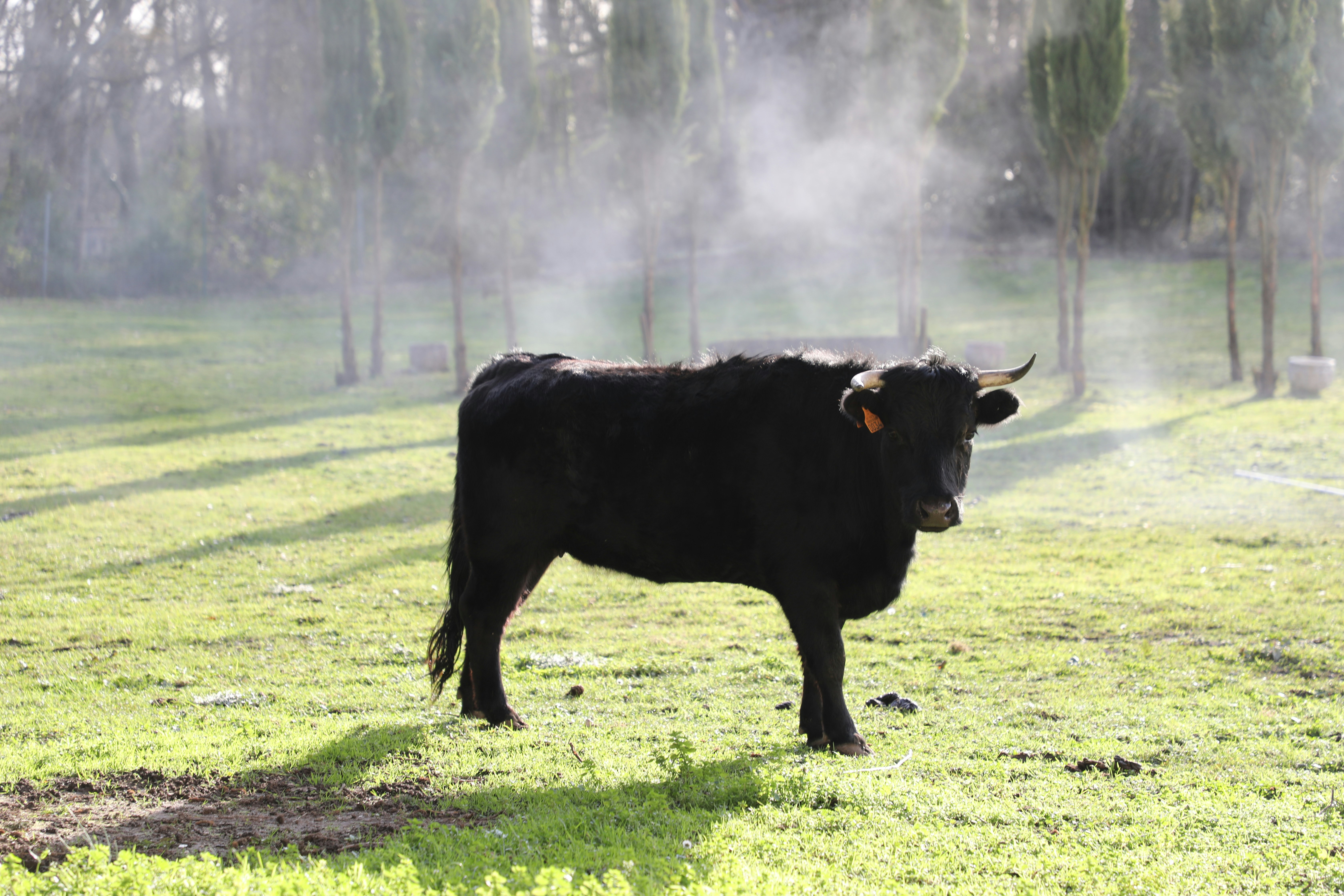 La vache du Château 
