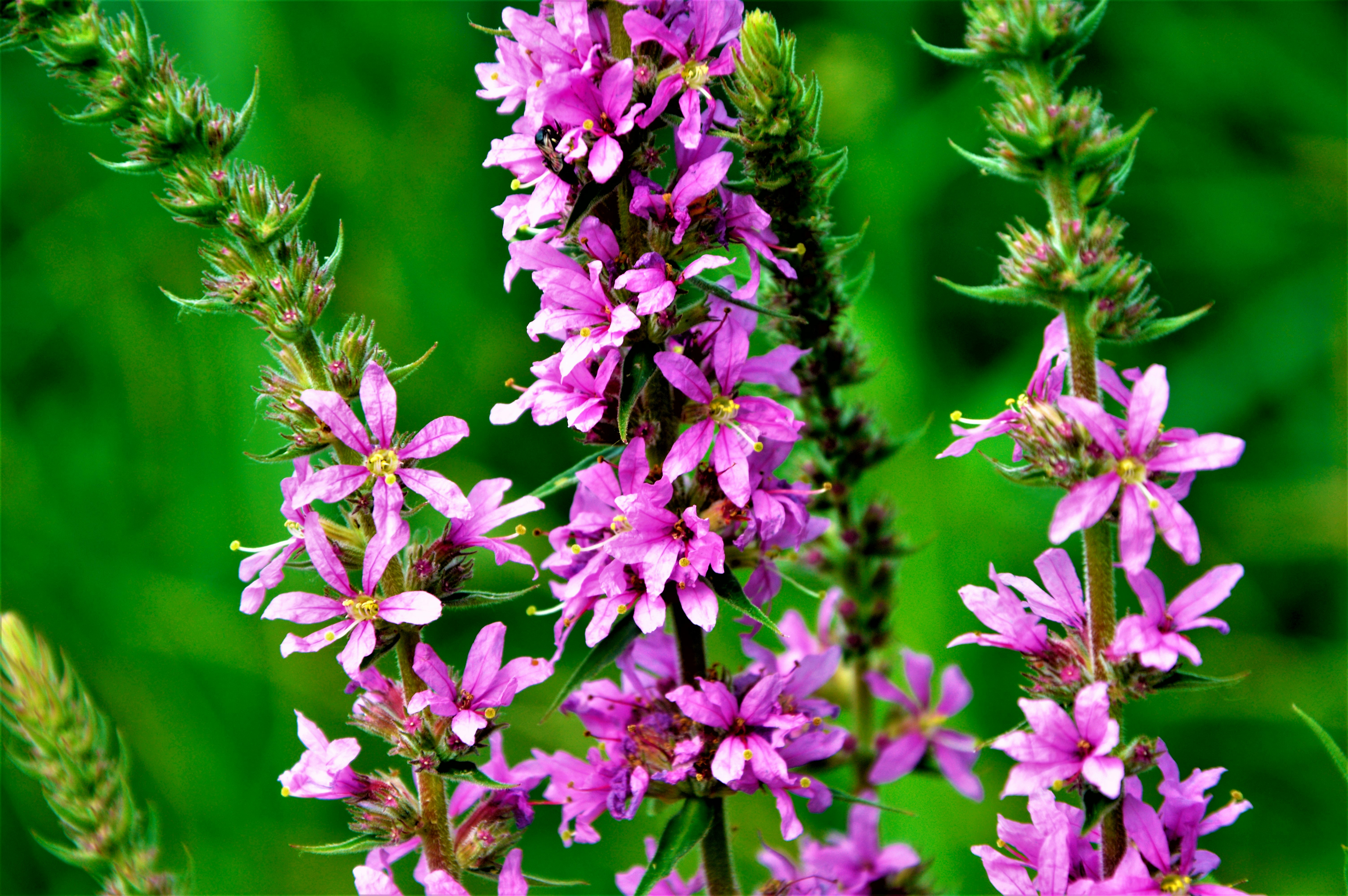 Purple Spire Close-Up: A Macro Portrait of Spring’s Neon Blooms