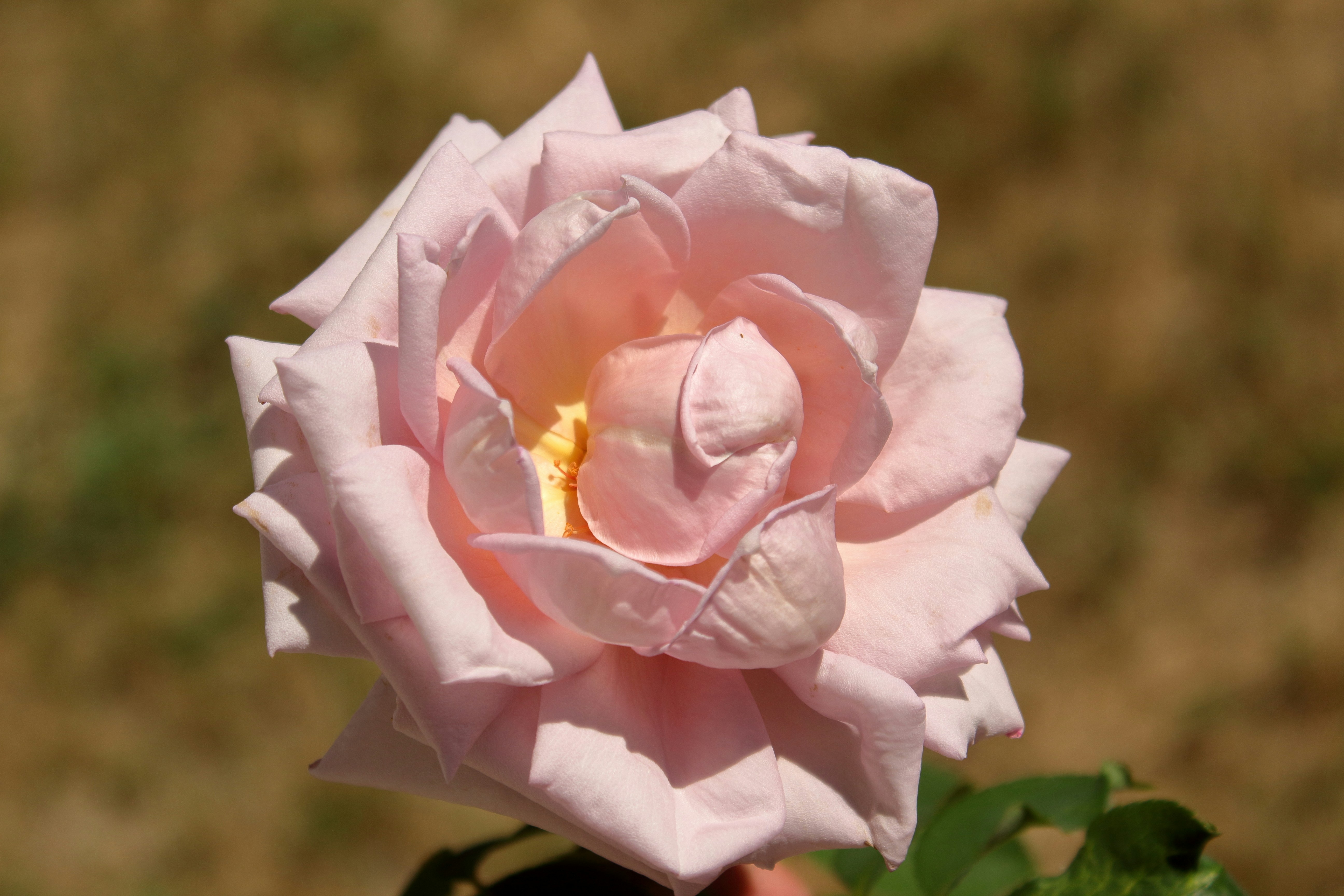 Petal Prism: Pale pink rose catching afternoon glow against a soft bronze backdrop