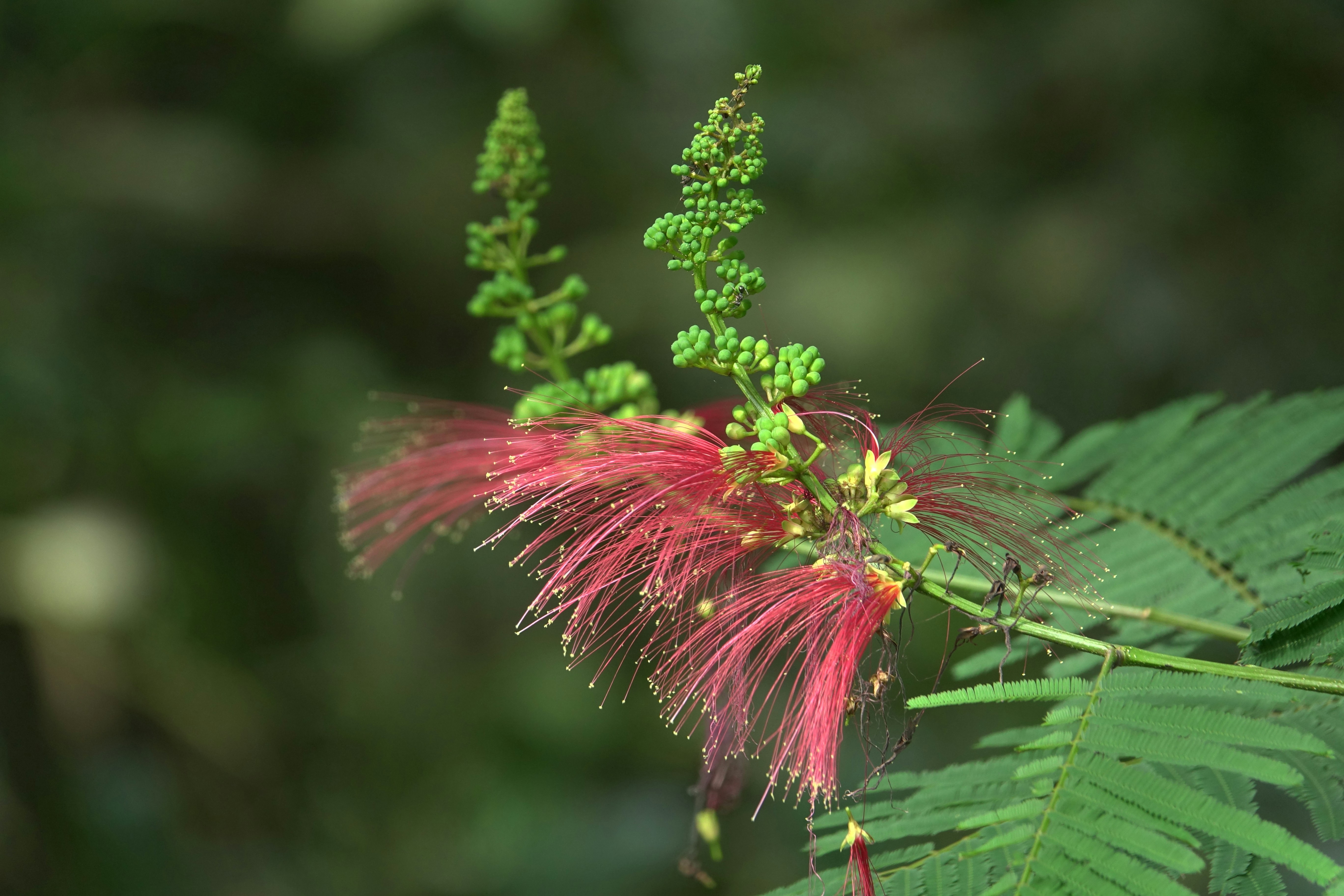 Delicate pink and green blossoms with feathery petals on a leafy stem against a blurred forest background.