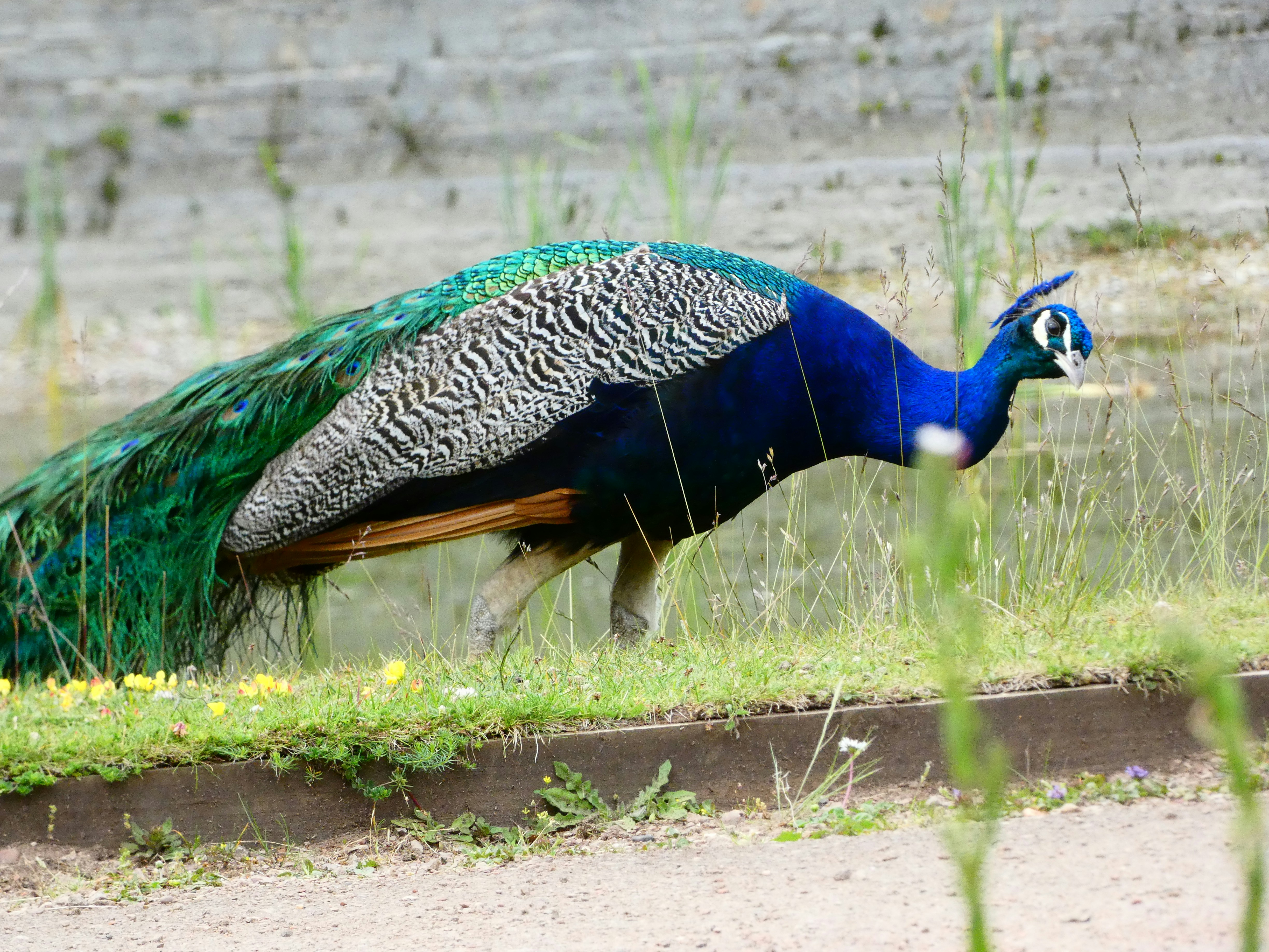a peacock walking on grass