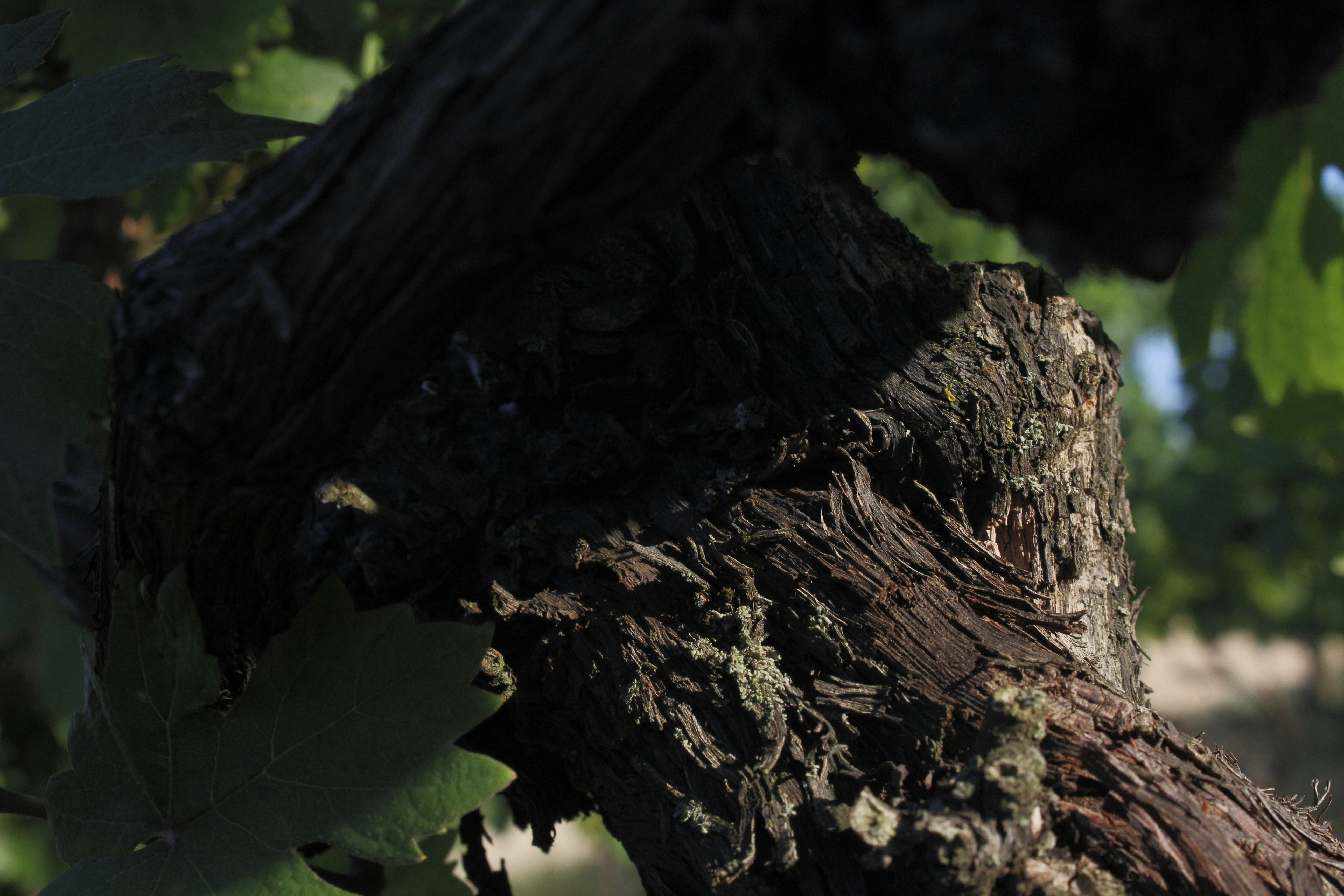Rugged Bark in Dappled Light: A Close-Up Study