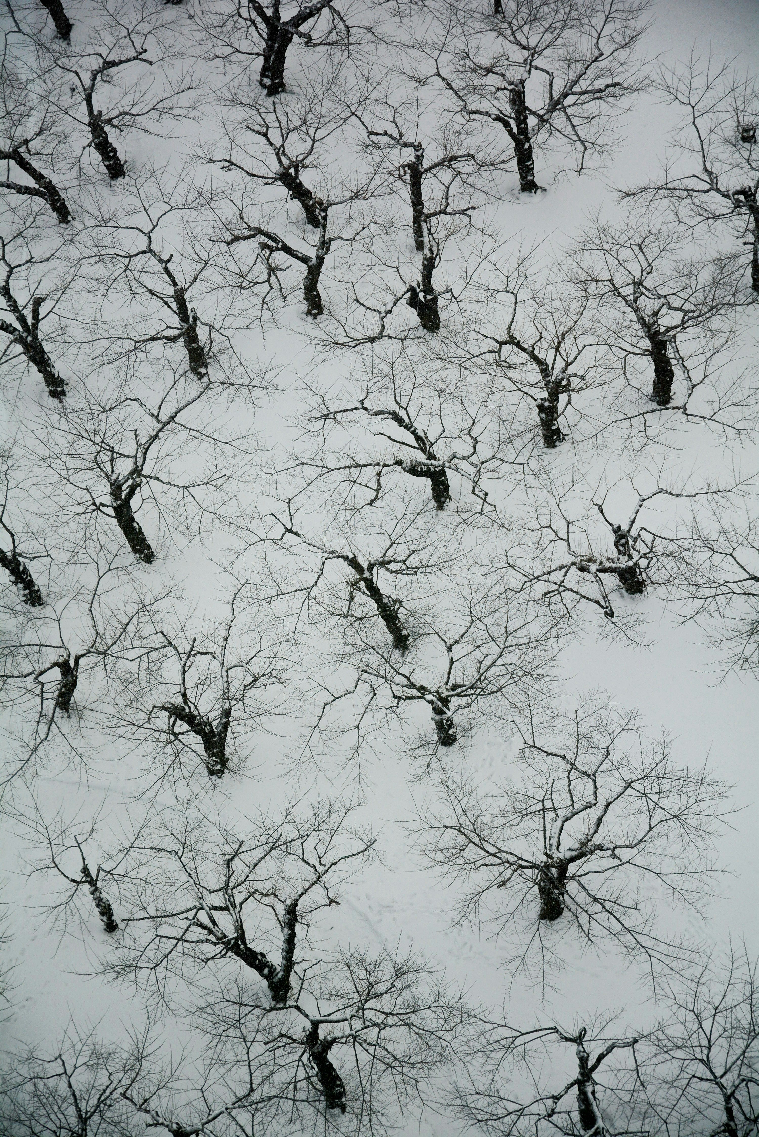 Lines of Silence: An Aerial Grid of Snow-Dusted Trees